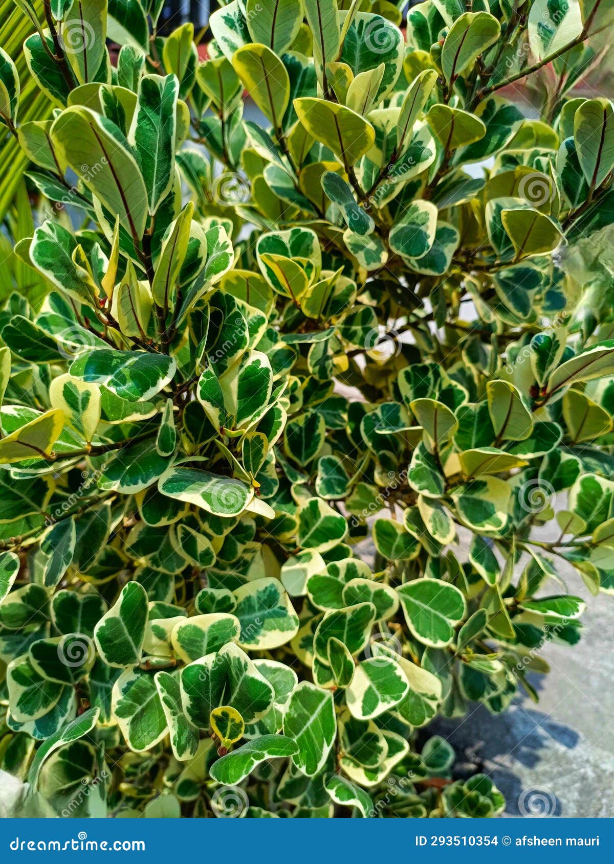 Ficus Triangularis Variegata. Stock Photo - Image of produce, ficus ...