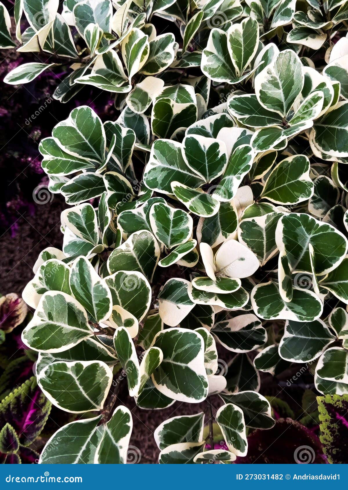 Ficus Variegata Fruit Royalty-Free Stock Photography | CartoonDealer ...