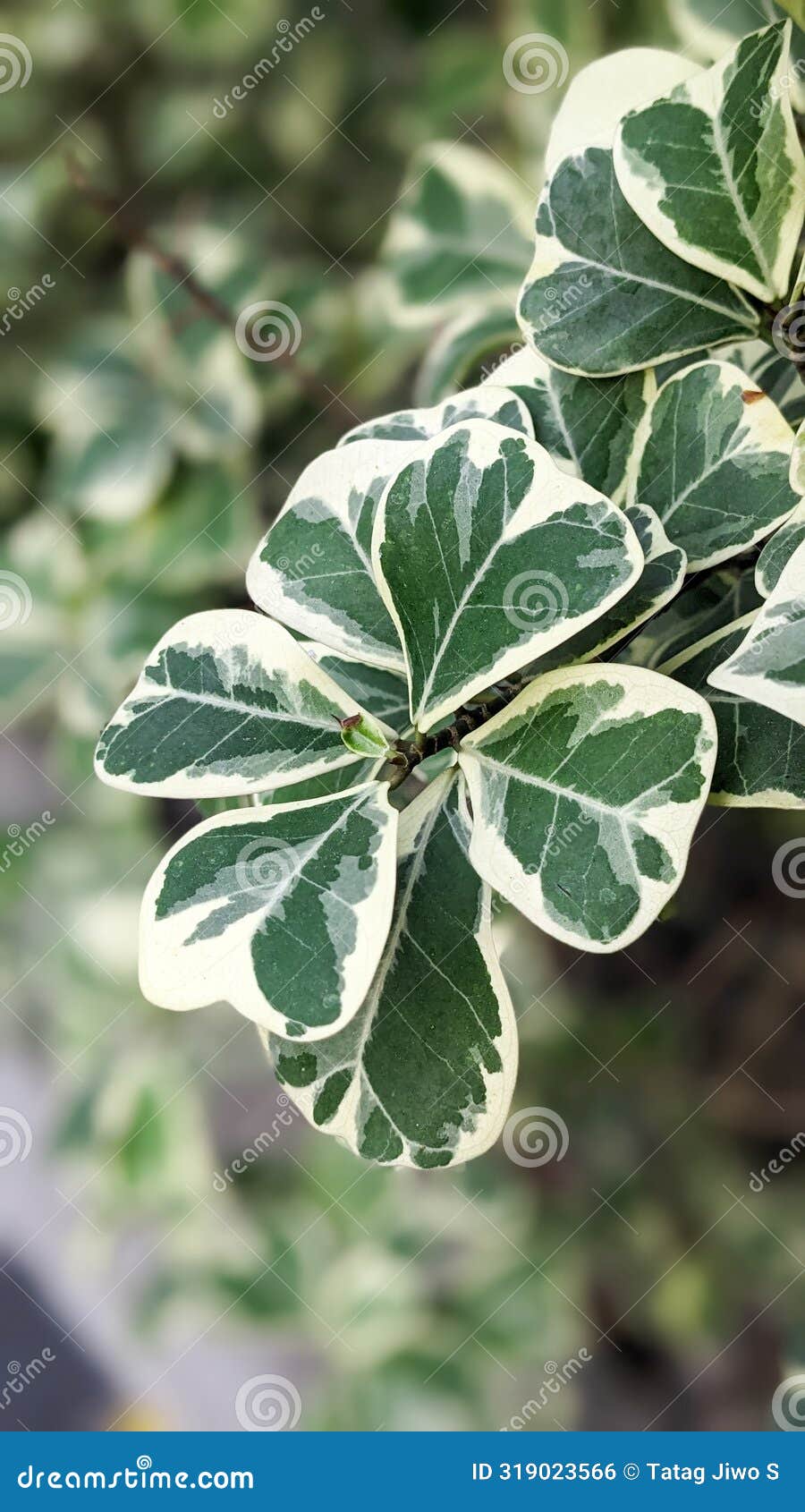 Ficus Variegata Leaf Royalty-Free Stock Photography | CartoonDealer.com ...