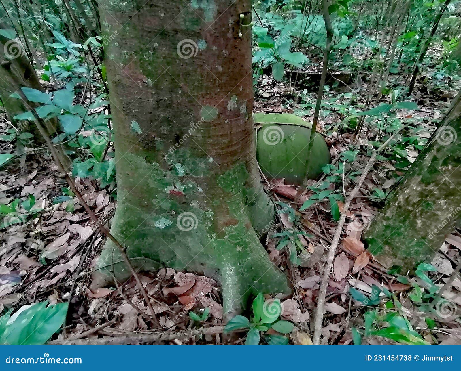 Ficus Variegata Fruit Royalty-Free Stock Photography | CartoonDealer ...