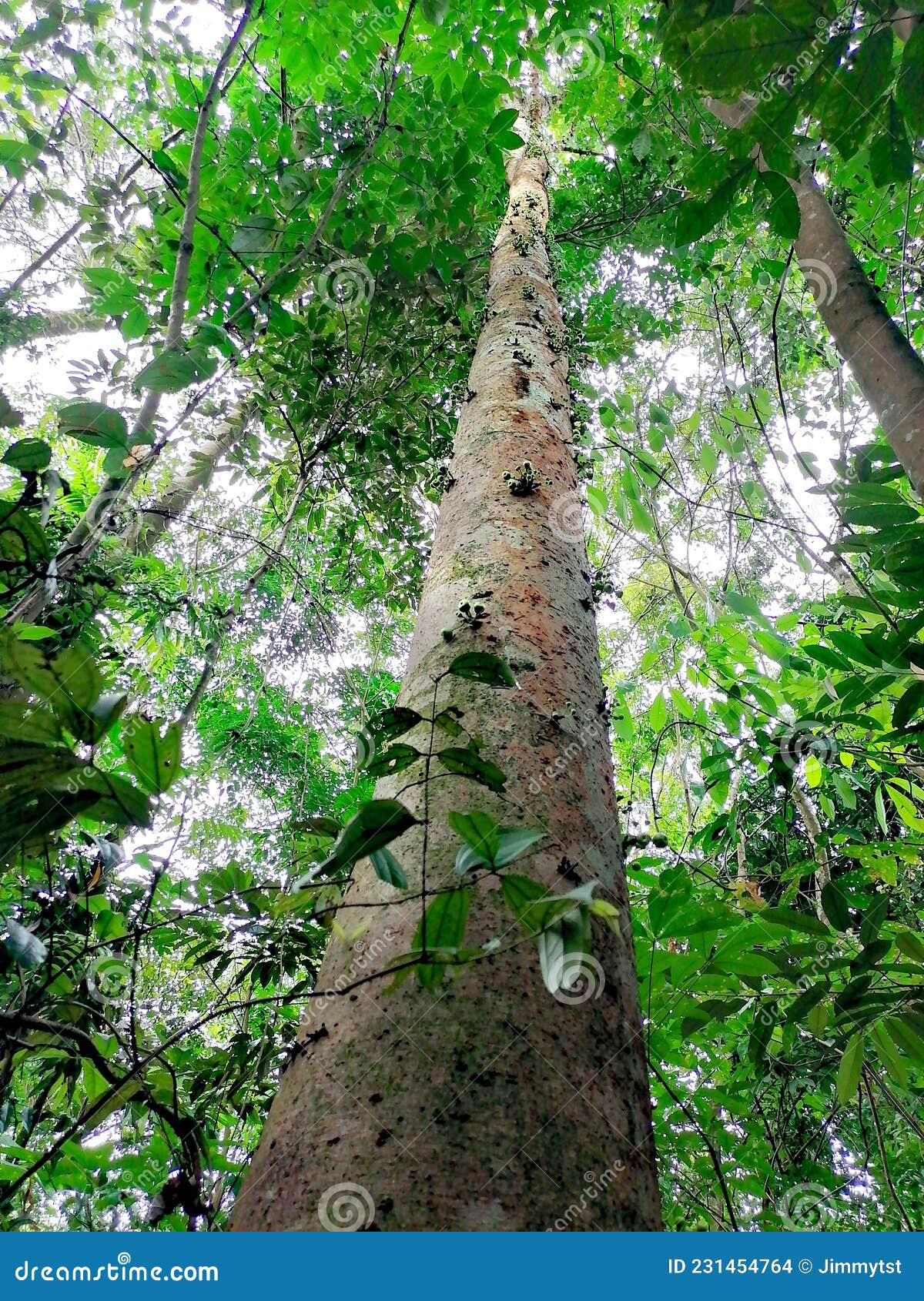 Ficus variegata tree stock photo. Image of garden, forest - 231454764
