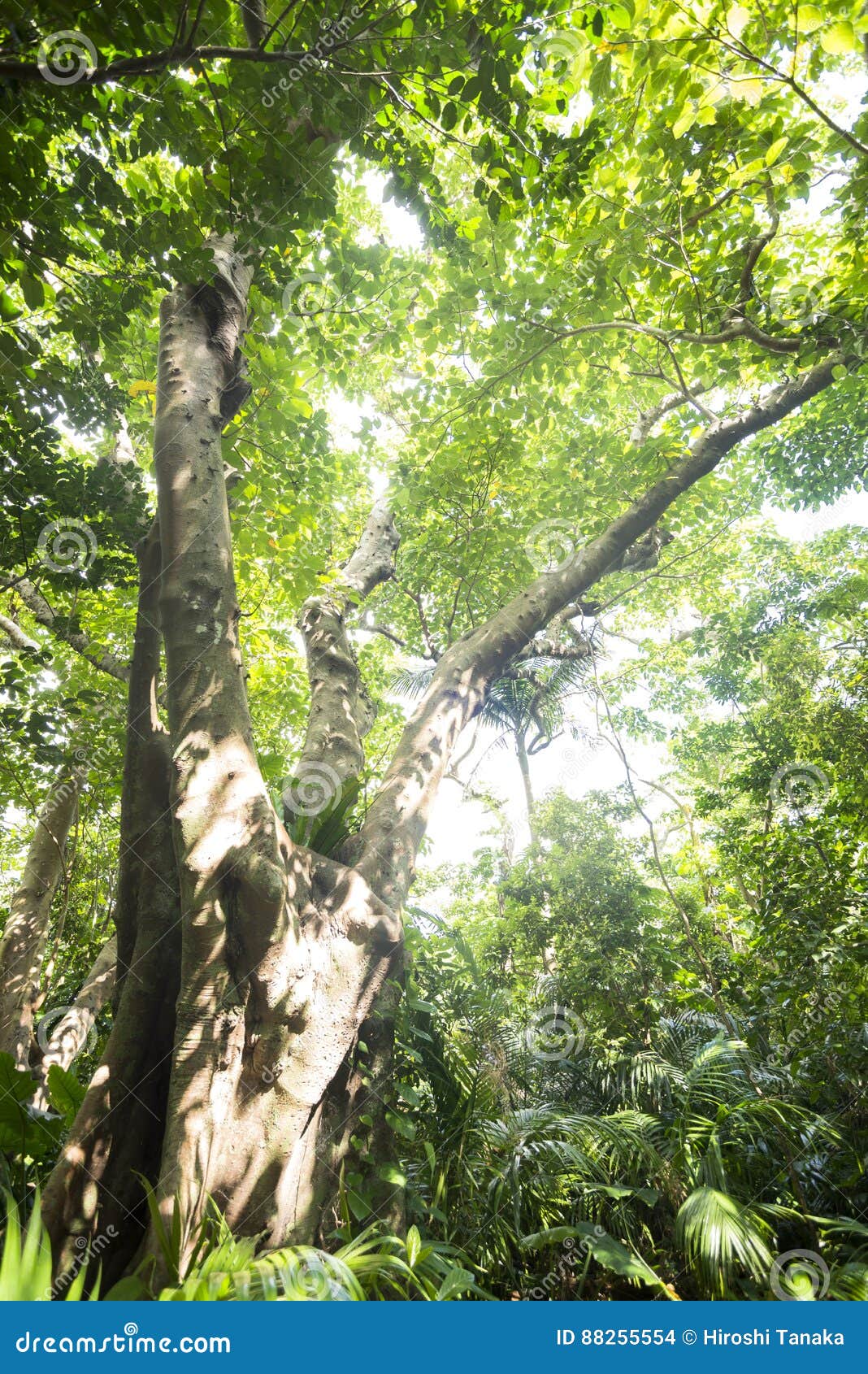 Ficus variegata tree stock photo. Image of district, green - 88255554