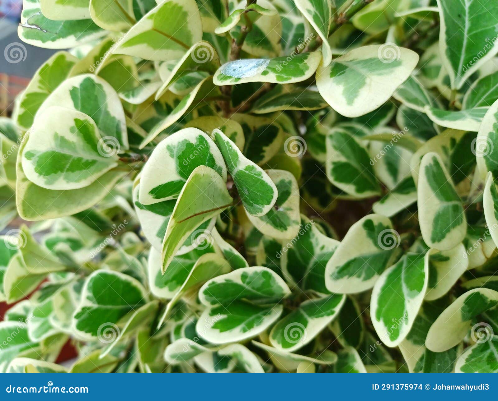 Ficus Variegata is a Well Distributed Species of Tropical Fig Tree ...