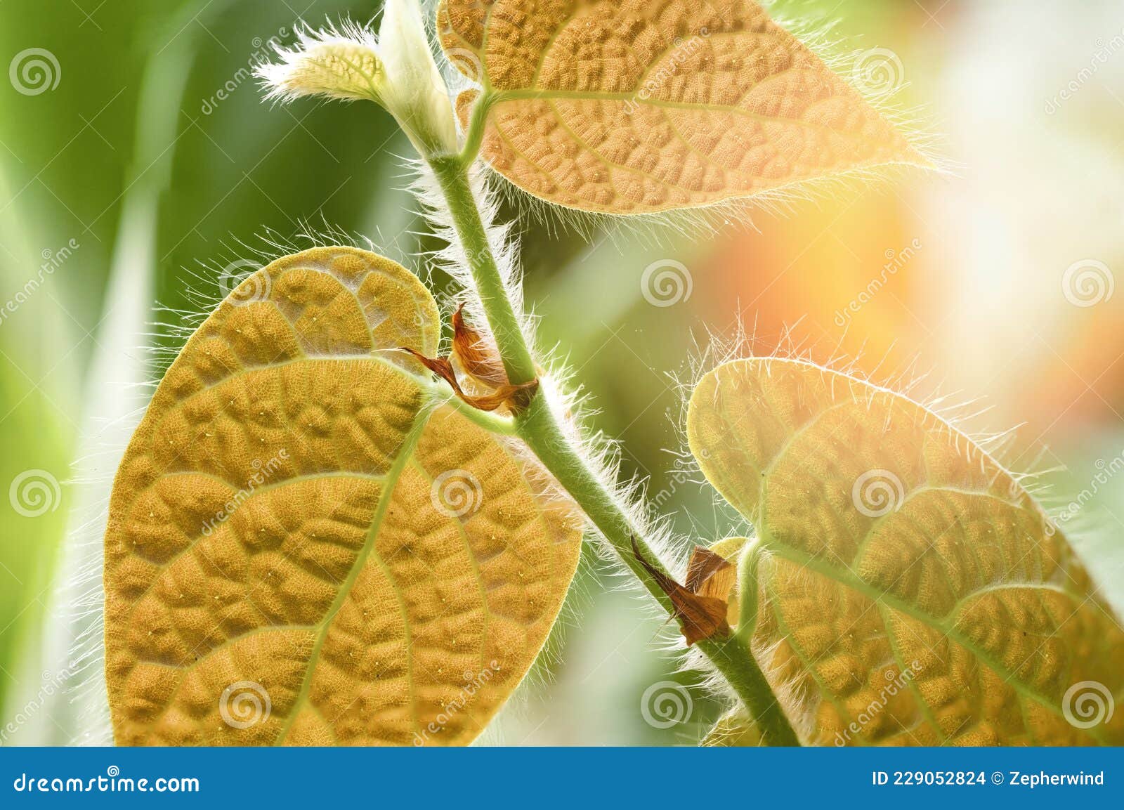 Ficus Villosa Stock Photos - Free & Royalty-Free Stock Photos from ...