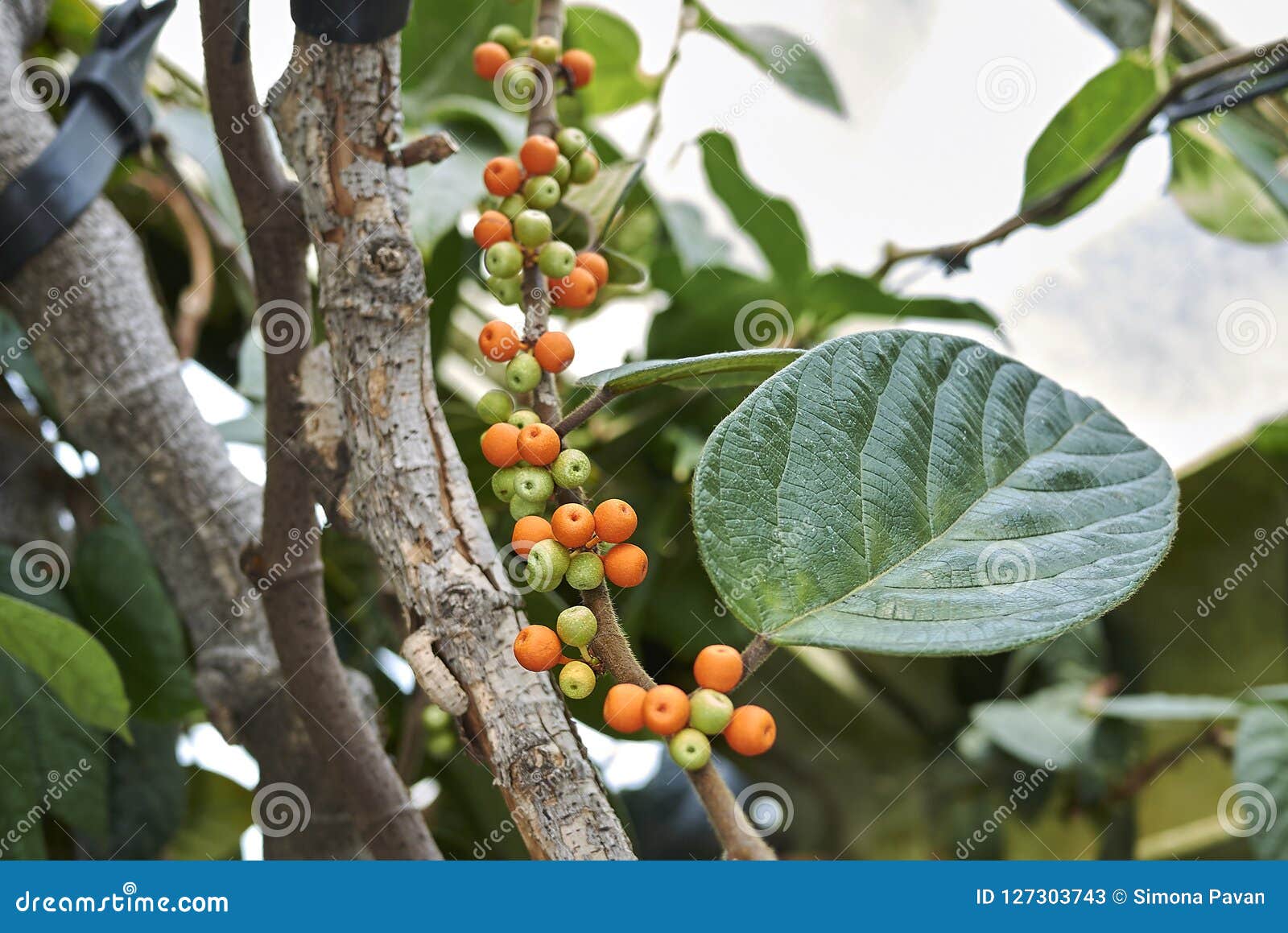 Ficus Villosa Fig Family Stock Image | CartoonDealer.com #229052869