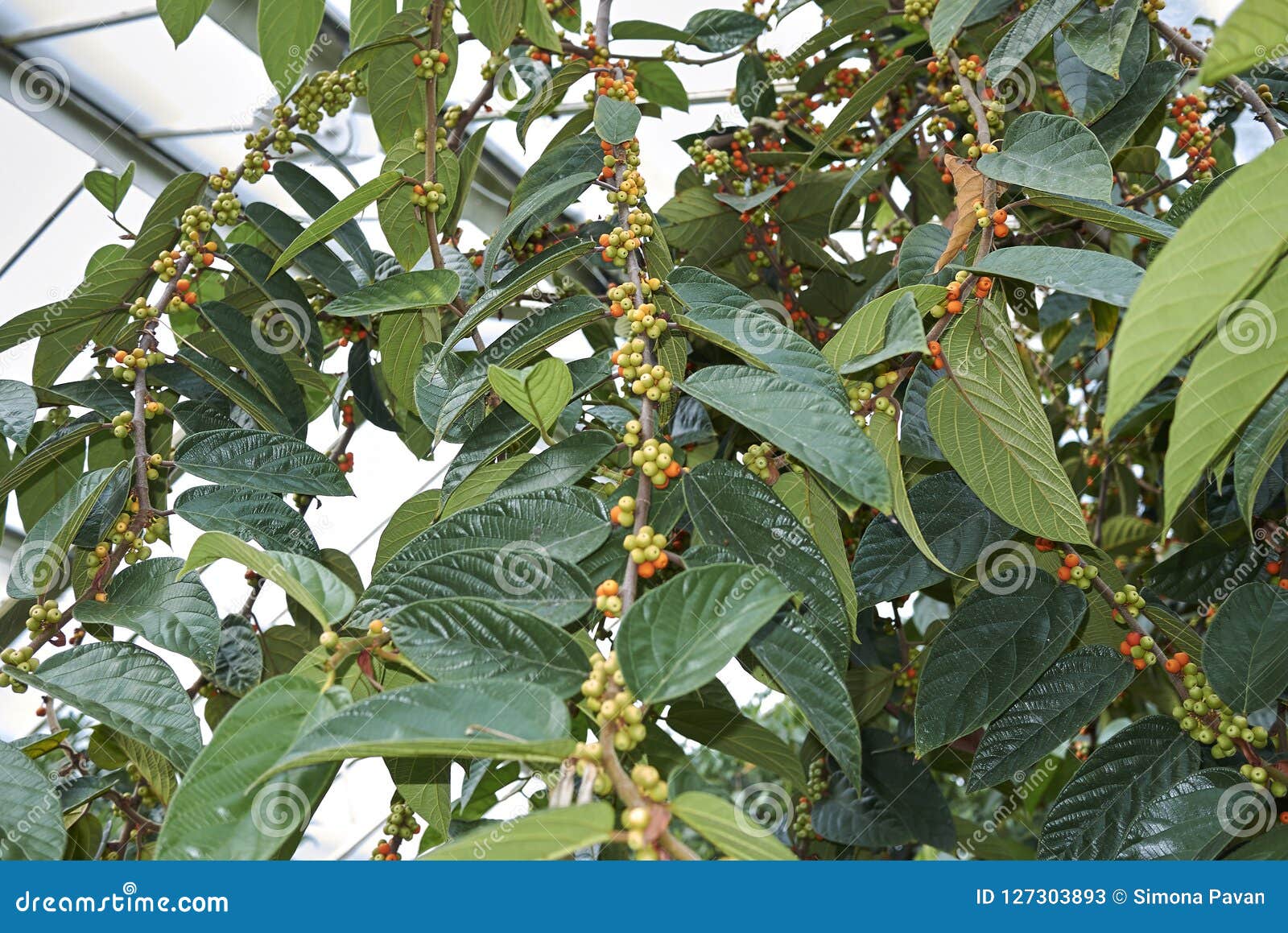 Branch with Fruit of Ficus Villosa Stock Image - Image of green, leaves ...