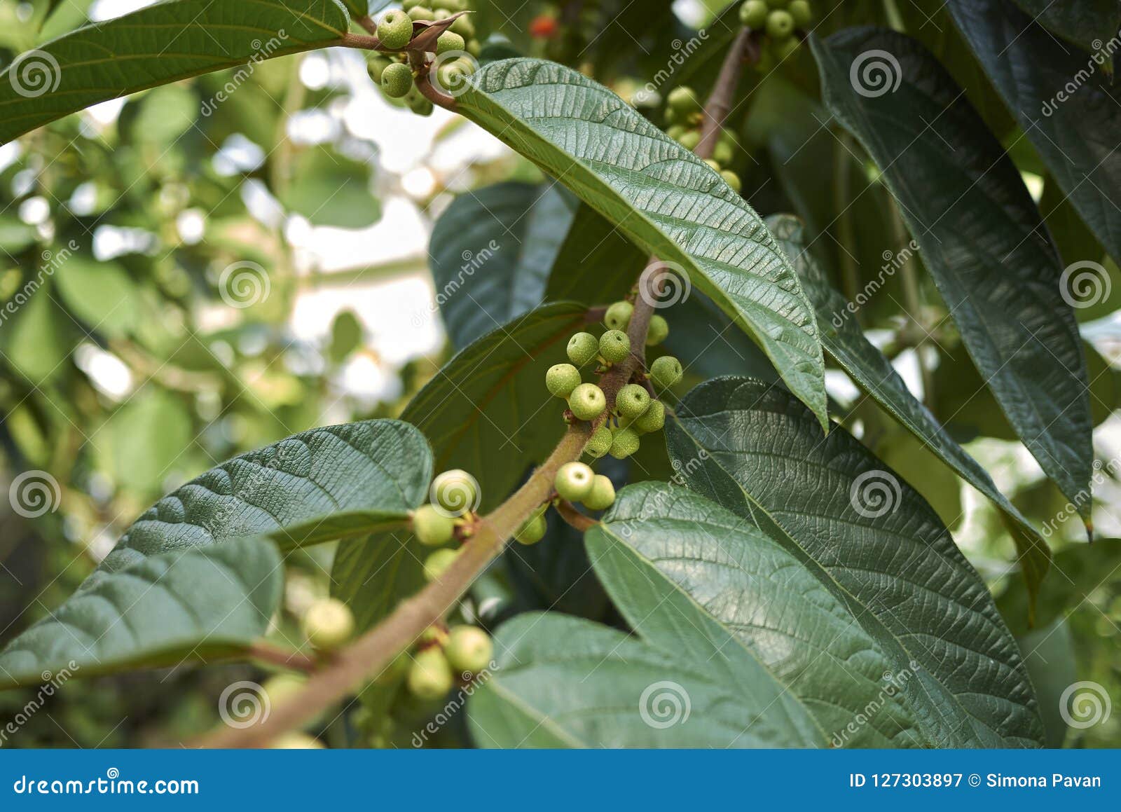 Ficus Villosa Fig Family Stock Image | CartoonDealer.com #229052869