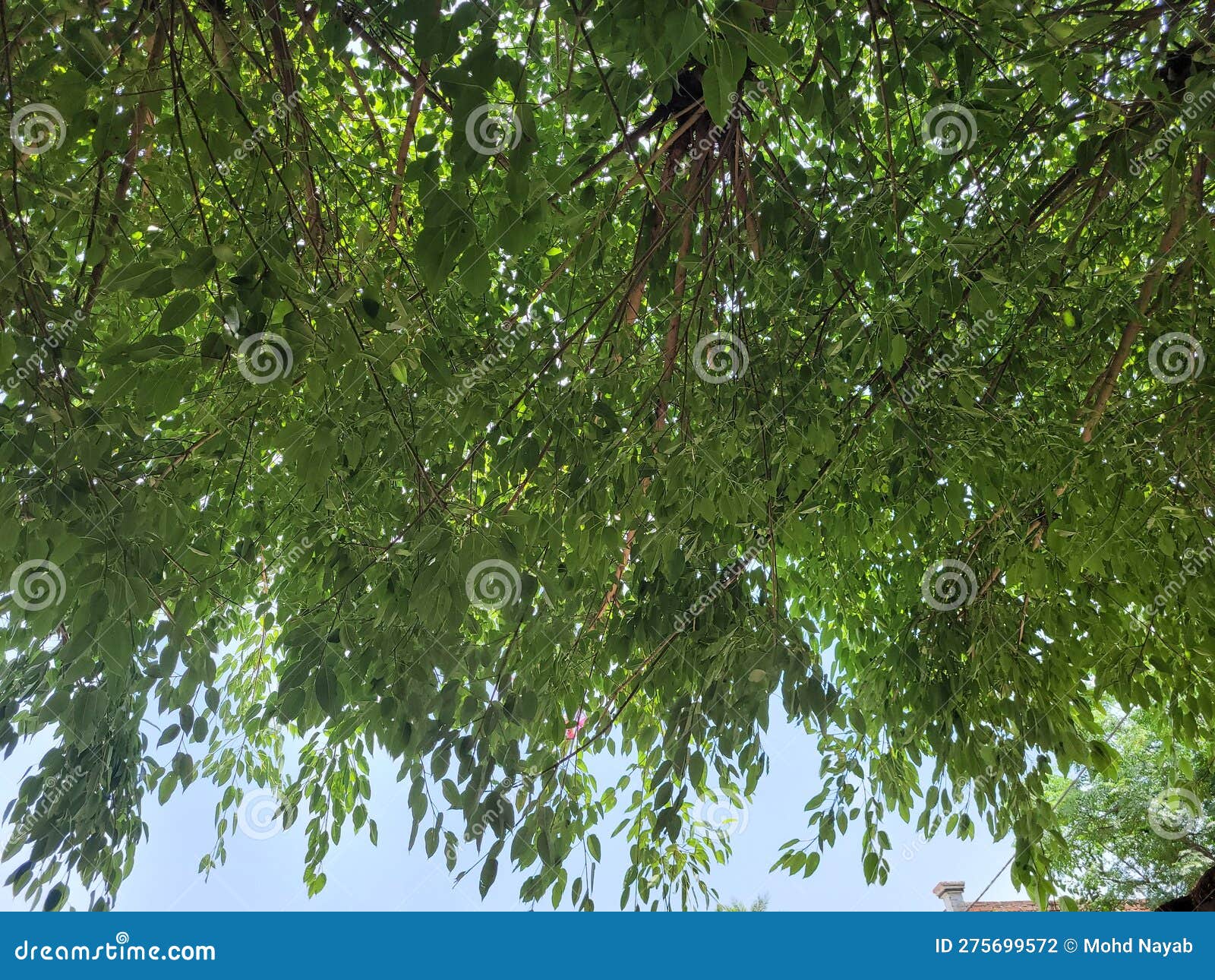 Ficus Virens Ait. Var. Sublanceolata Miq. Corner Stock Image ...