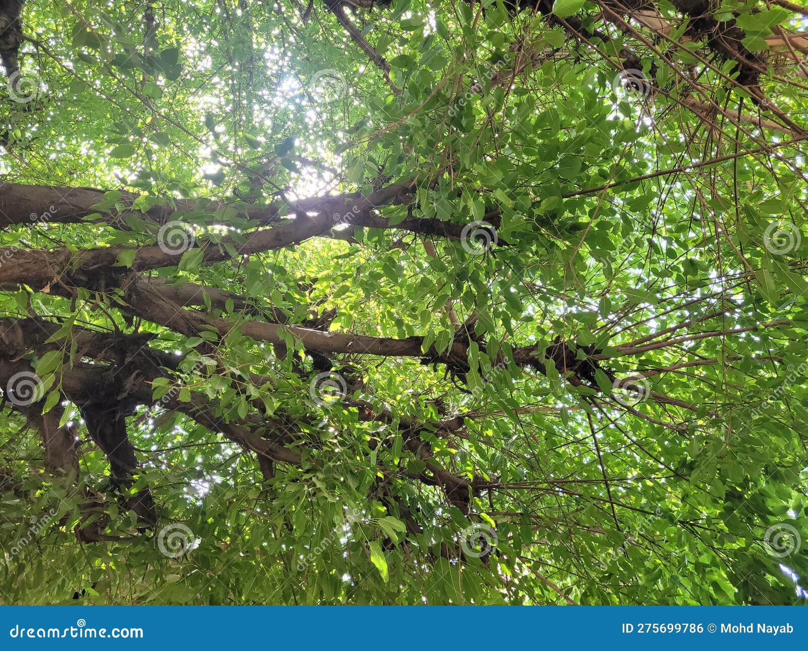 Ficus Virens Ait. Var. Sublanceolata Miq. Corner Stock Photo ...