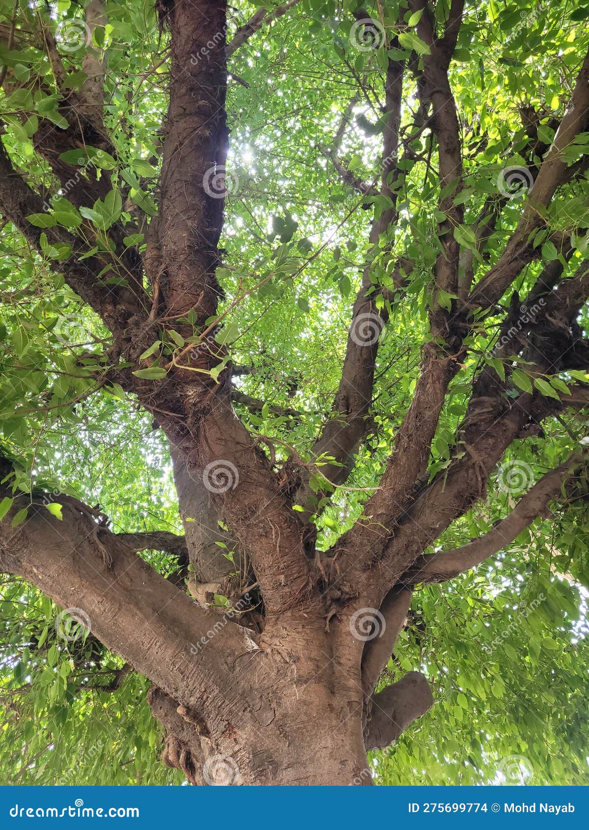 Ficus Virens Ait. Var. Sublanceolata Miq. Corner Stock Image ...