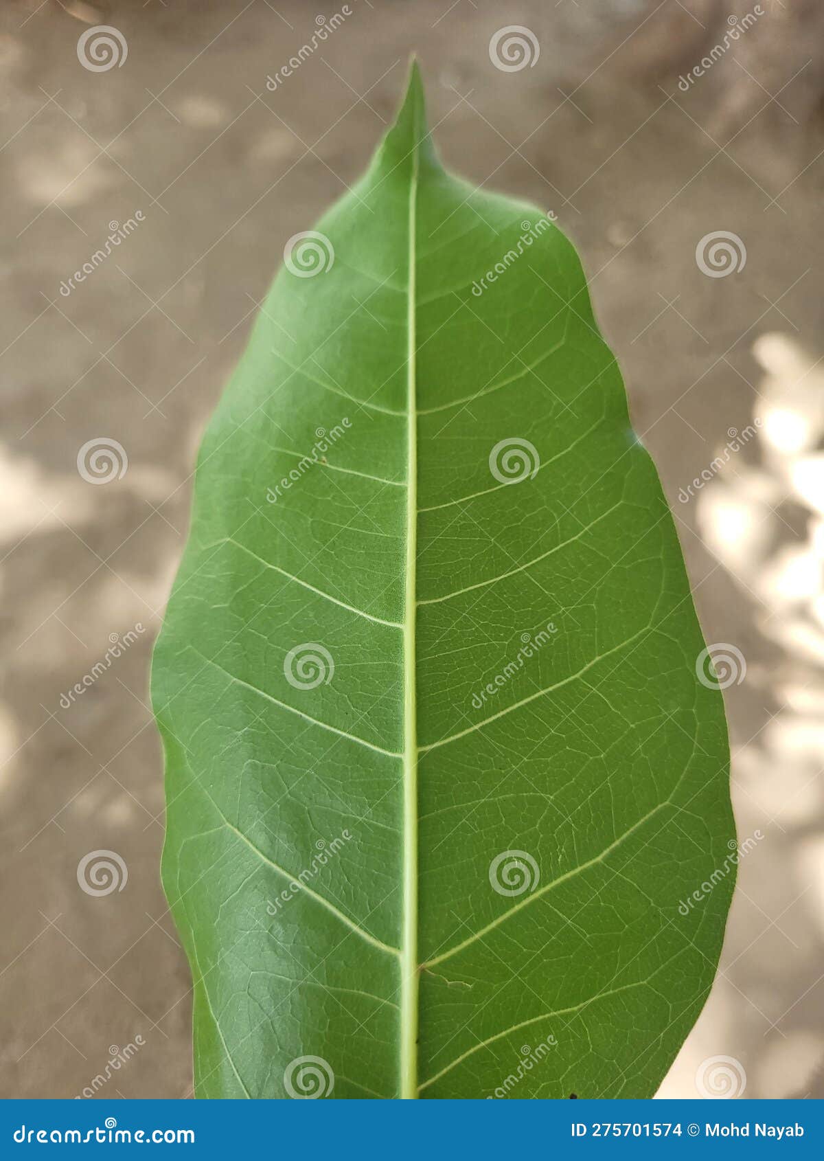 Ficus virens tree leaves stock photo. Image of pilkhan - 275701574