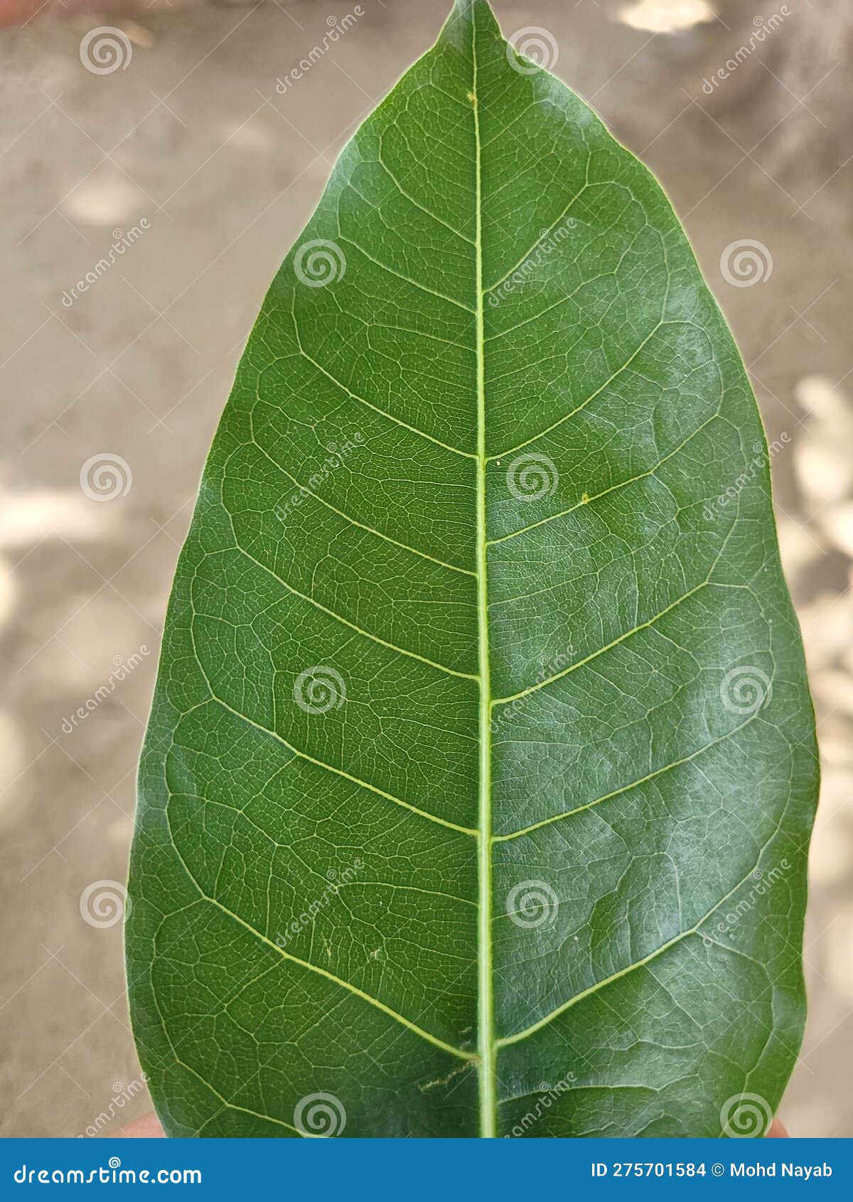 Ficus Virens Ait. Var. Sublanceolata Miq. Corner Stock Photo ...