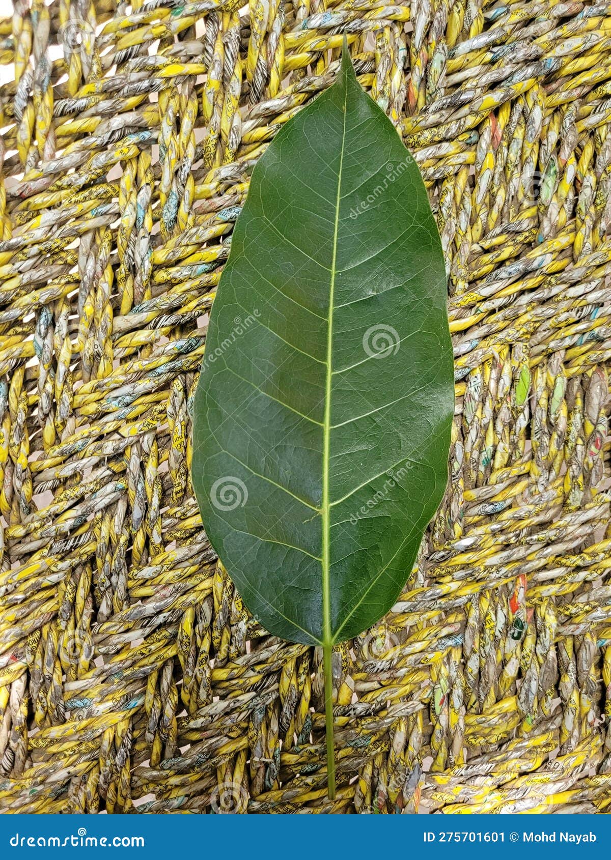Ficus Virens Ait. Var. Sublanceolata Miq. Corner Stock Photo ...