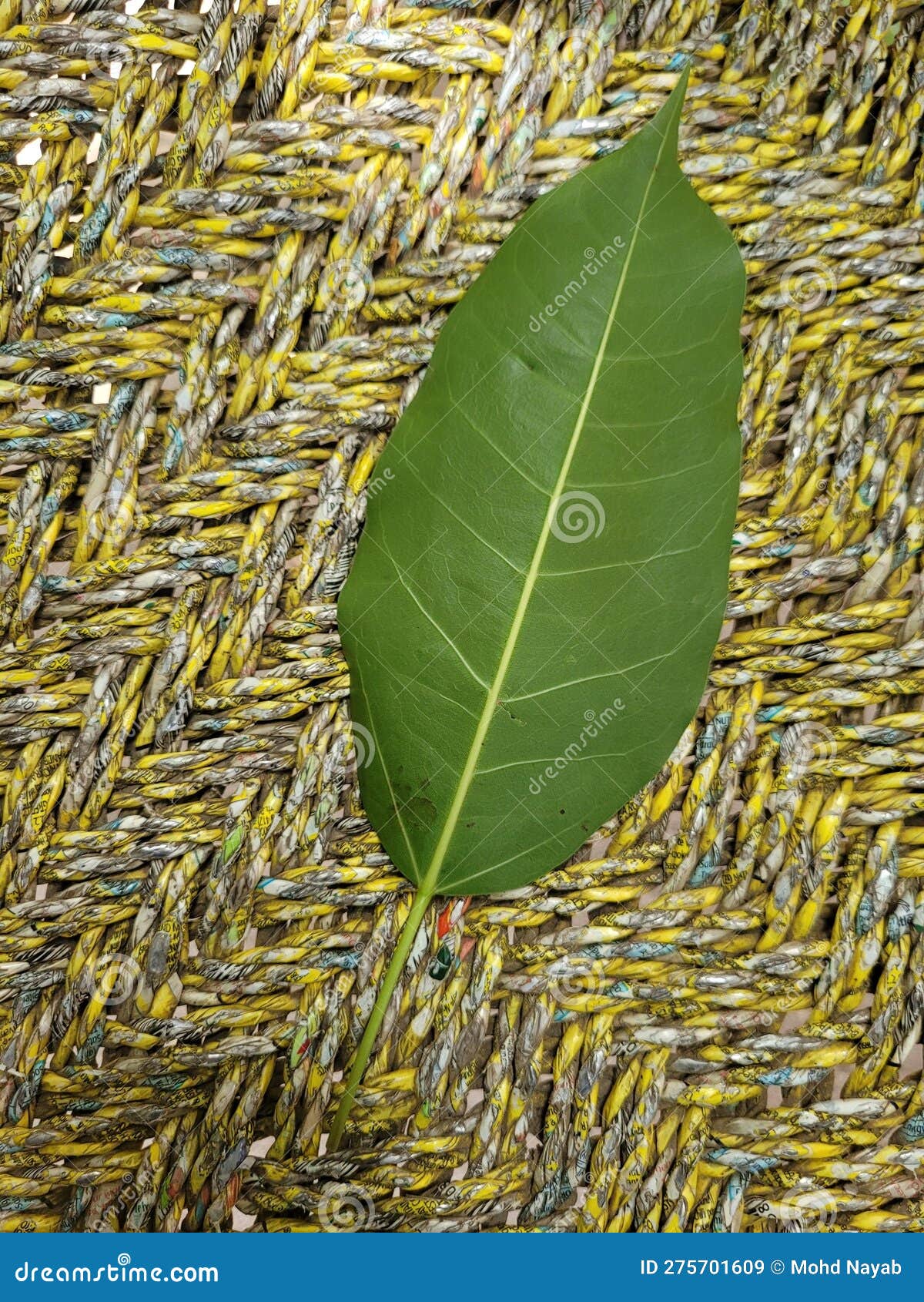 Ficus Virens Ait. Var. Sublanceolata Miq. Corner Stock Photo ...
