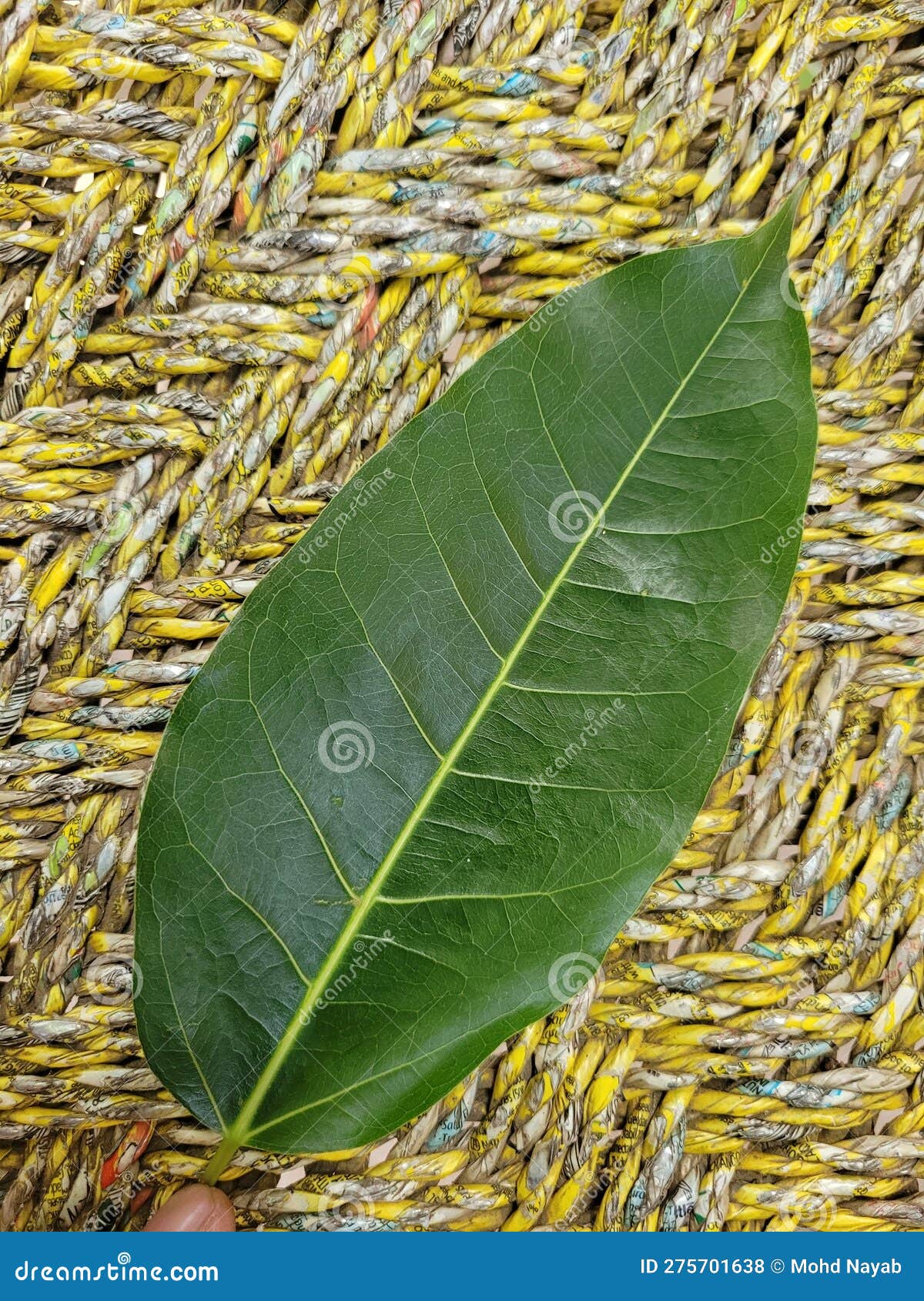 Ficus Virens Ait. Var. Sublanceolata Miq. Corner Stock Photo ...