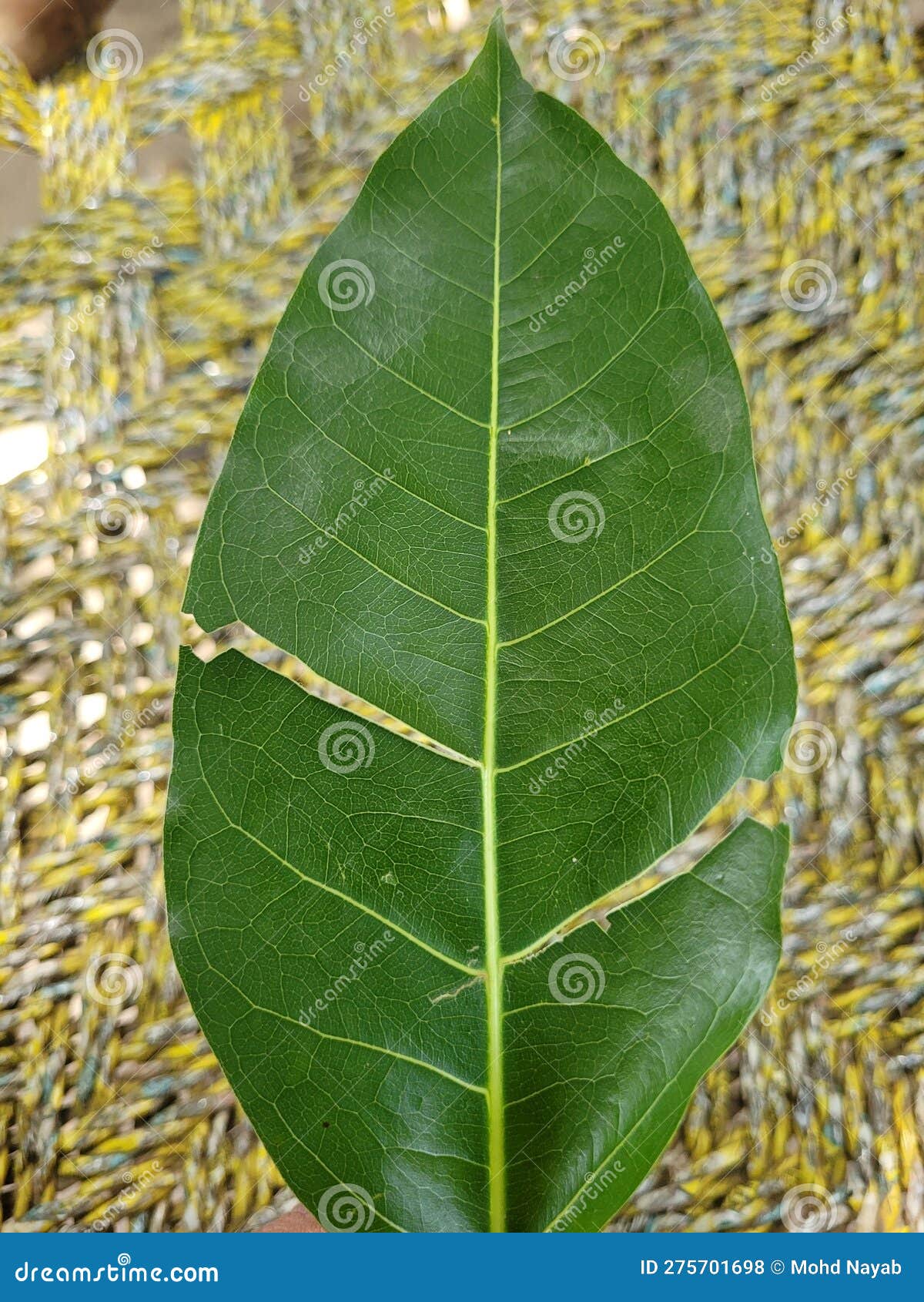 Ficus virens tree leaves stock photo. Image of grass - 275701698