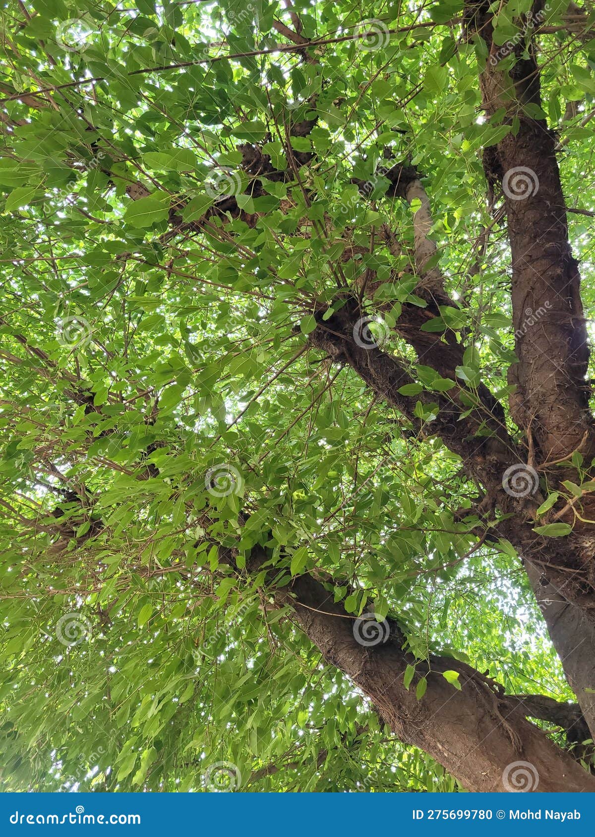 Ficus virens tree leaves stock photo. Image of woodland - 275699780
