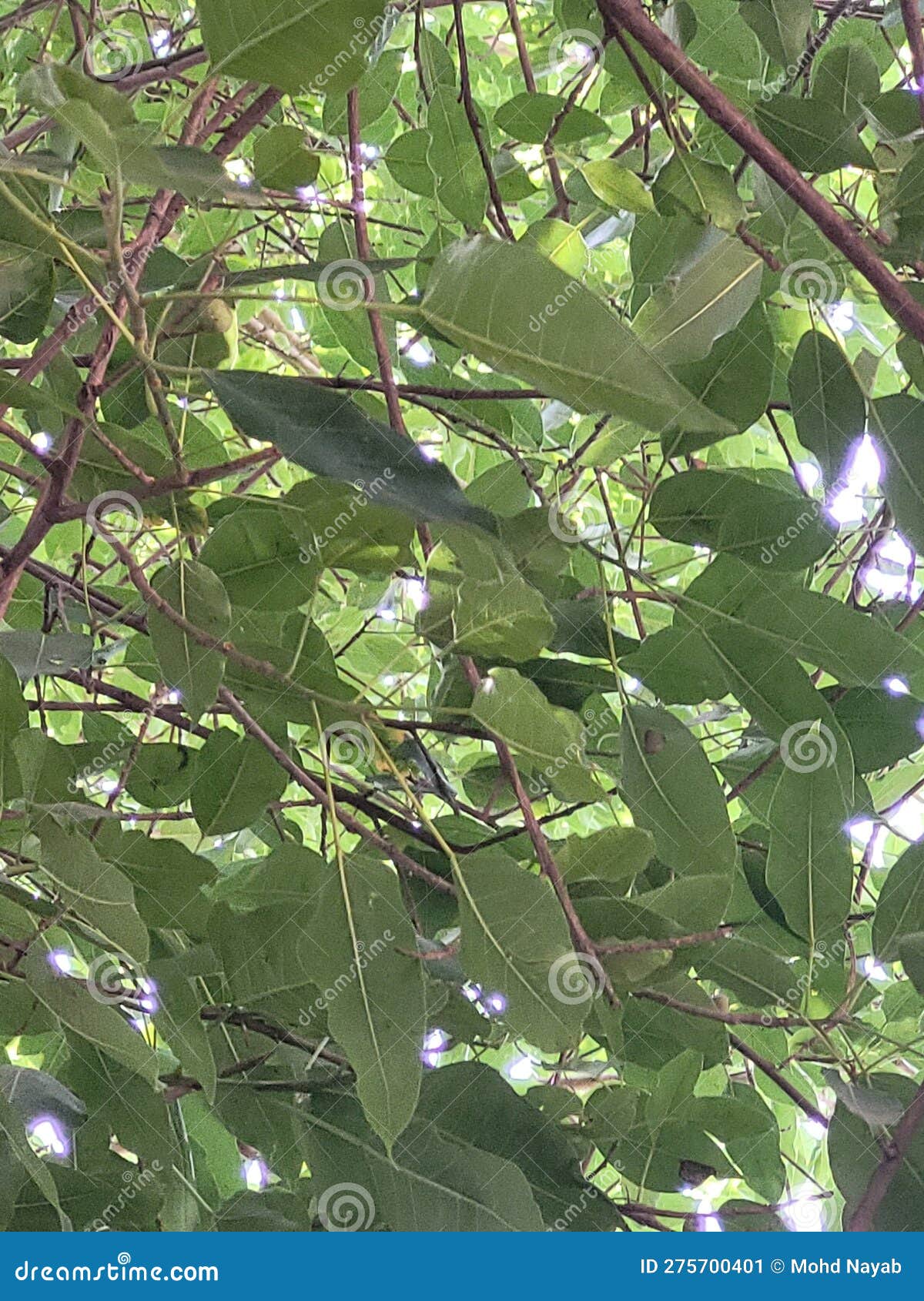 Ficus Virens Ait. Var. Sublanceolata Miq. Corner Stock Image ...