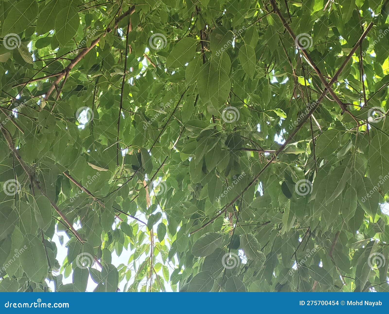 Ficus virens tree leaves stock photo. Image of pilkhan - 275700454