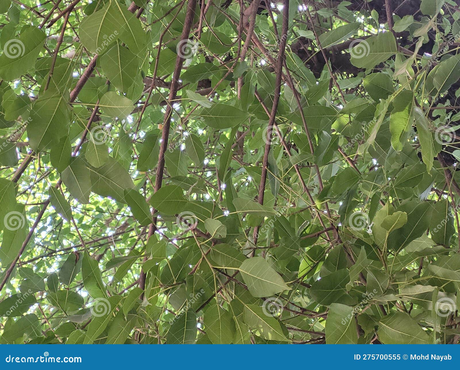 Ficus Virens Tree Leaves Stock Image Image Of Pilkhan 275700555