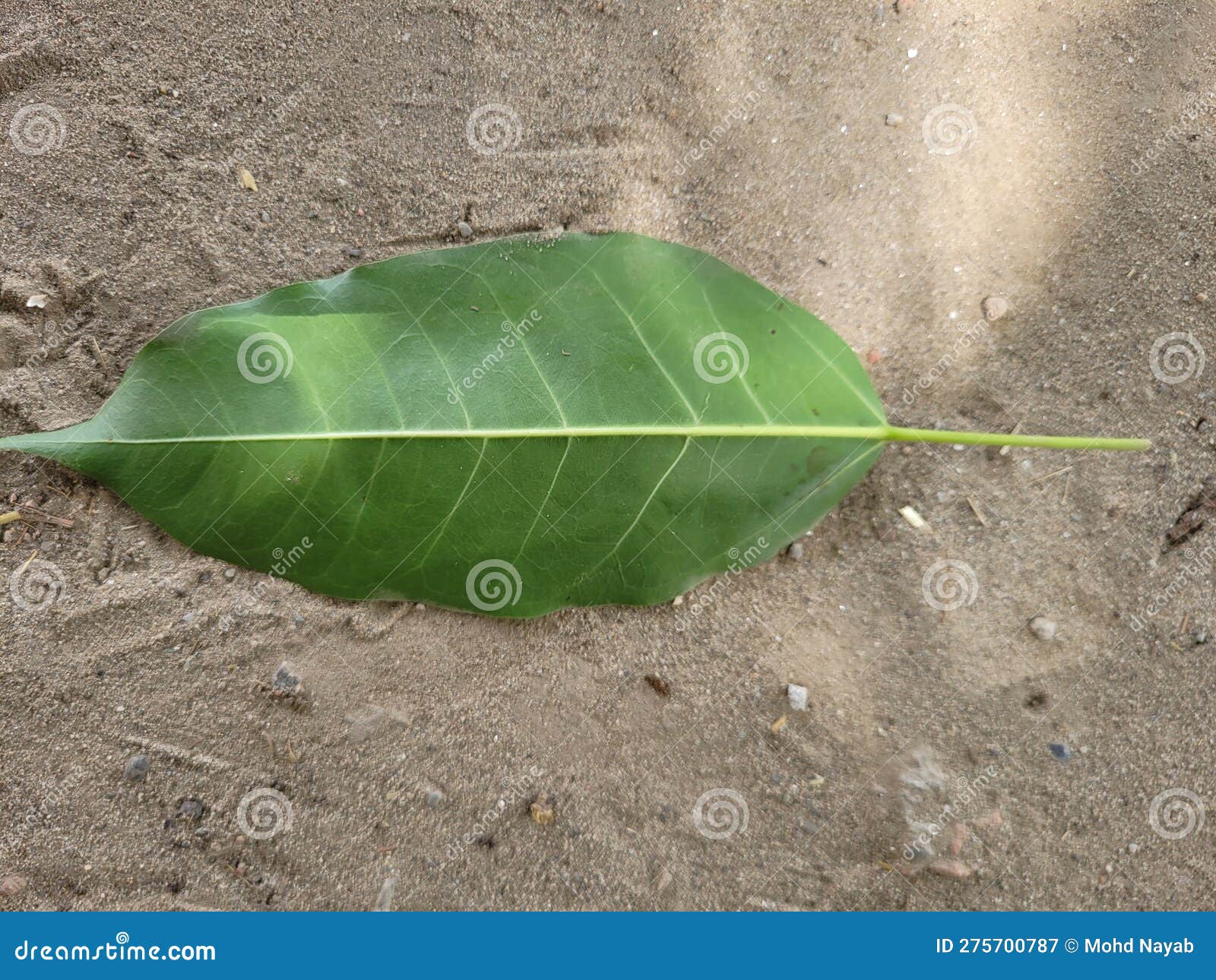 Ficus Virens Ait. Var. Sublanceolata Miq. Corner Stock Photo ...