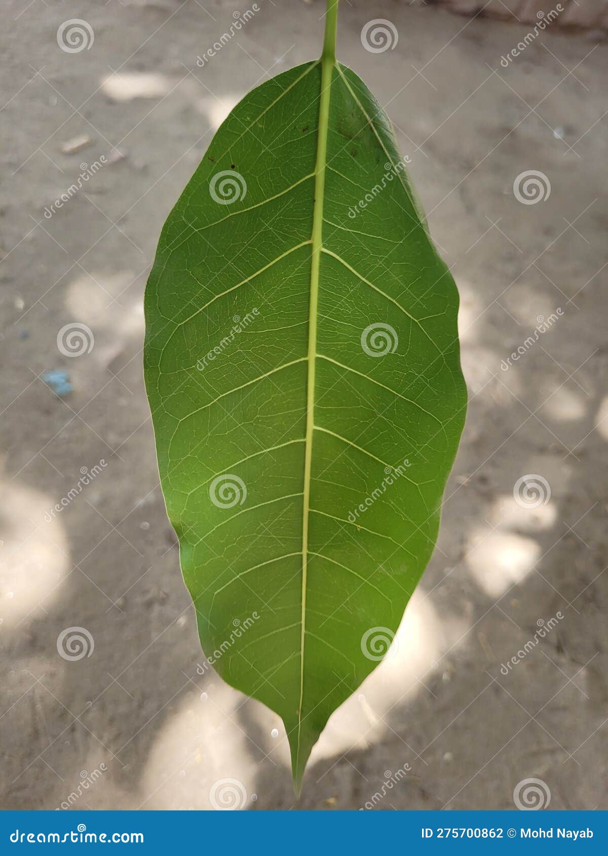 Ficus Virens Ait. Var. Sublanceolata Miq. Corner Stock Photo ...