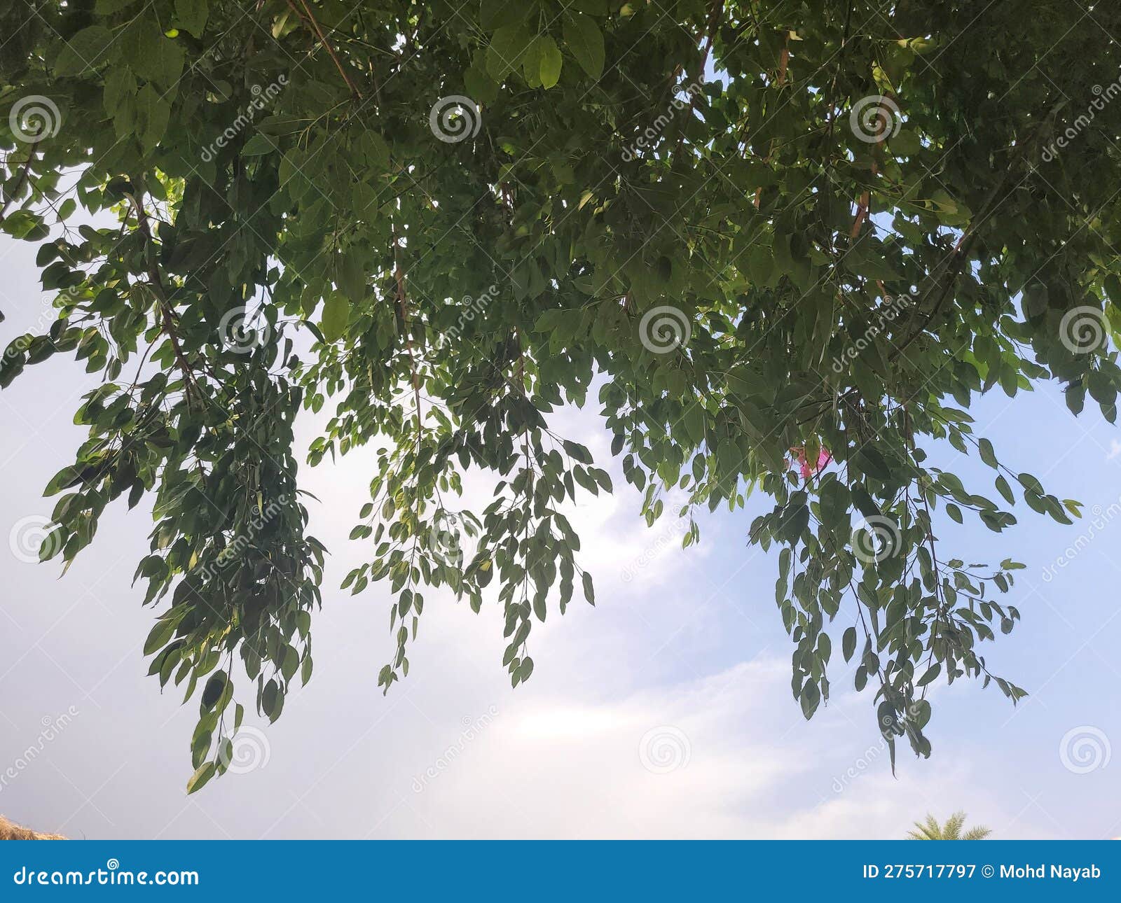 Ficus virens tree leaves stock image. Image of woodland - 275717797