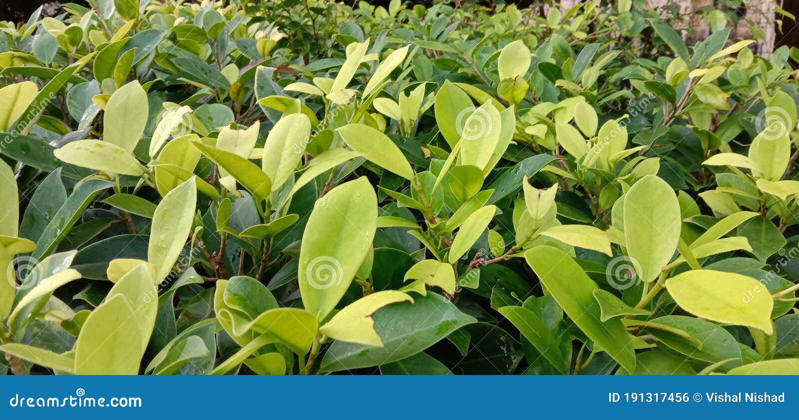Ficus Virens Ait. Var. Sublanceolata Miq. Corner Stock Photo ...