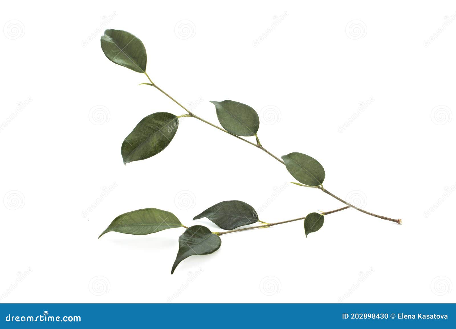 Ficus on a White Background, Individual Branches Stock Photo - Image of ...