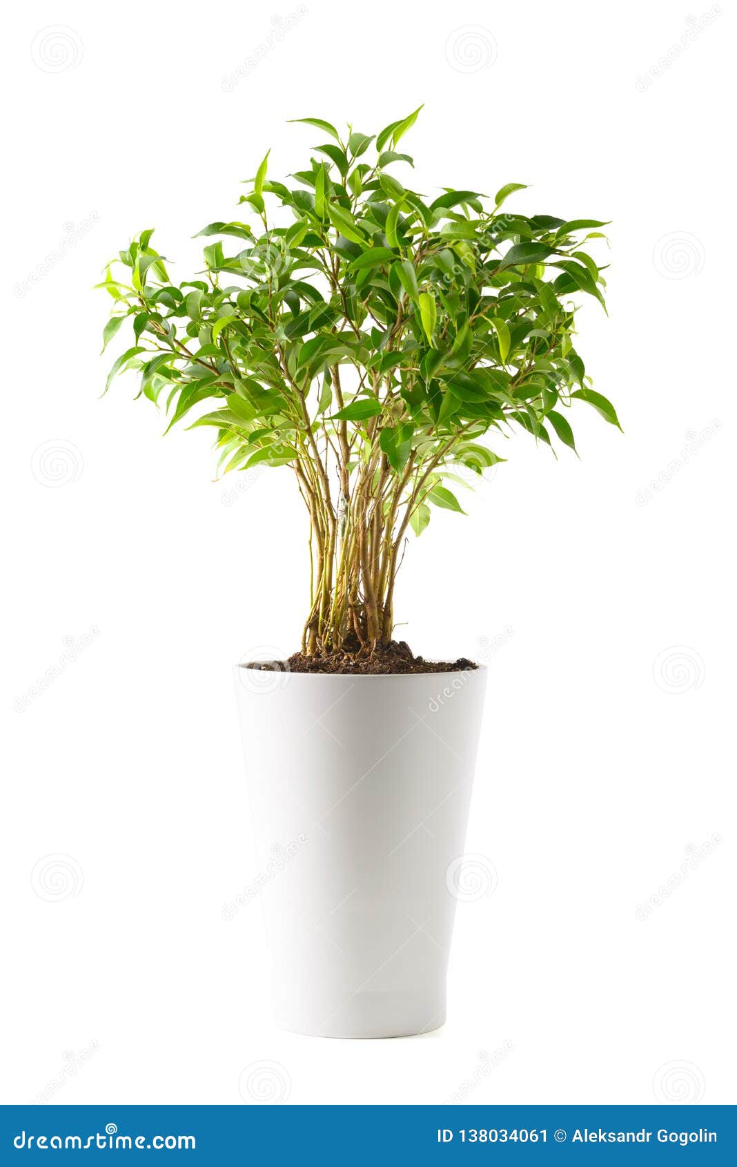 Ficus in a white pot stock image. Image of soil, benjamin - 138034061