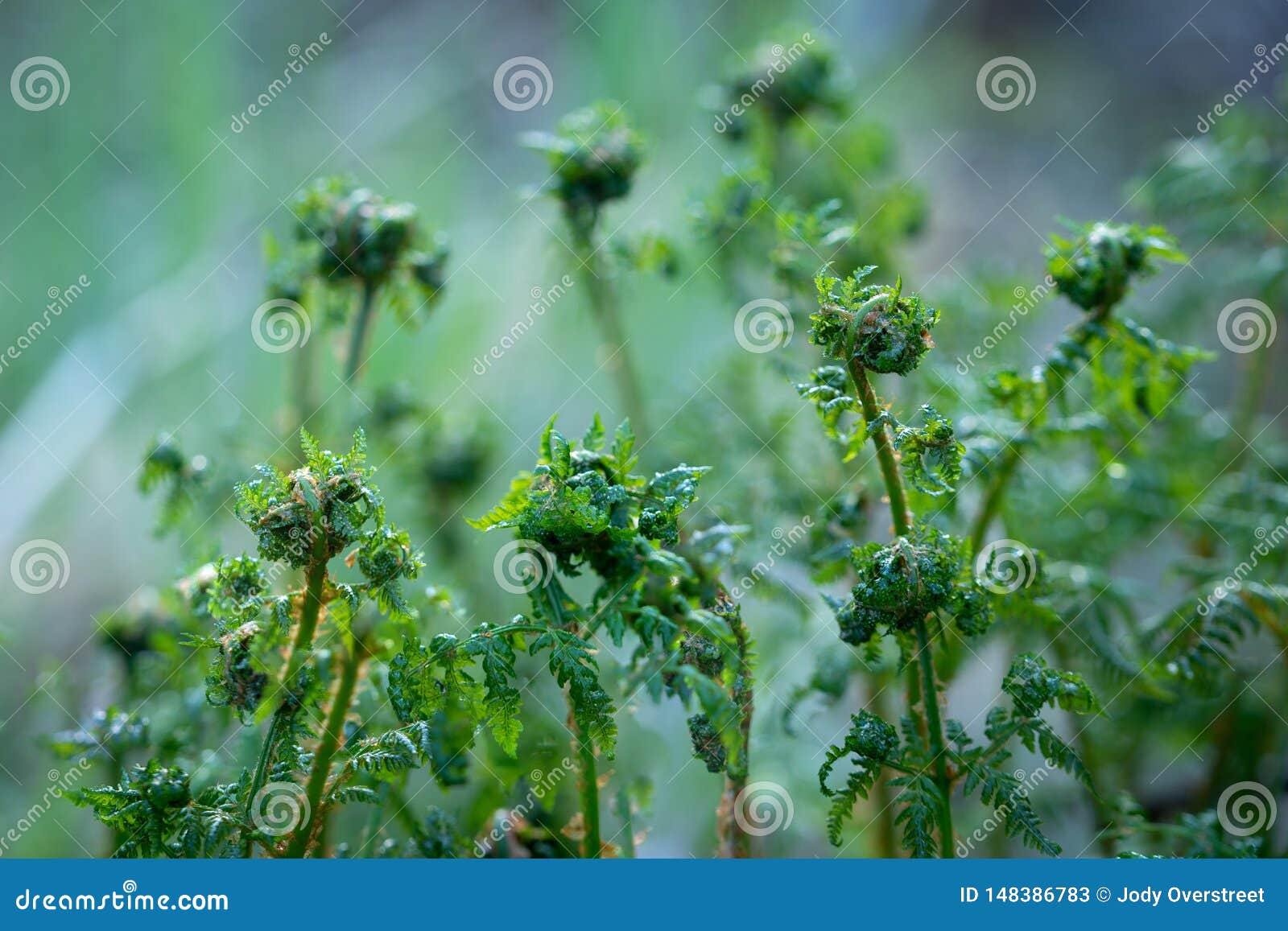 Fiddlehead Fern stock image. Image of fiddlehead, spring - 148386783