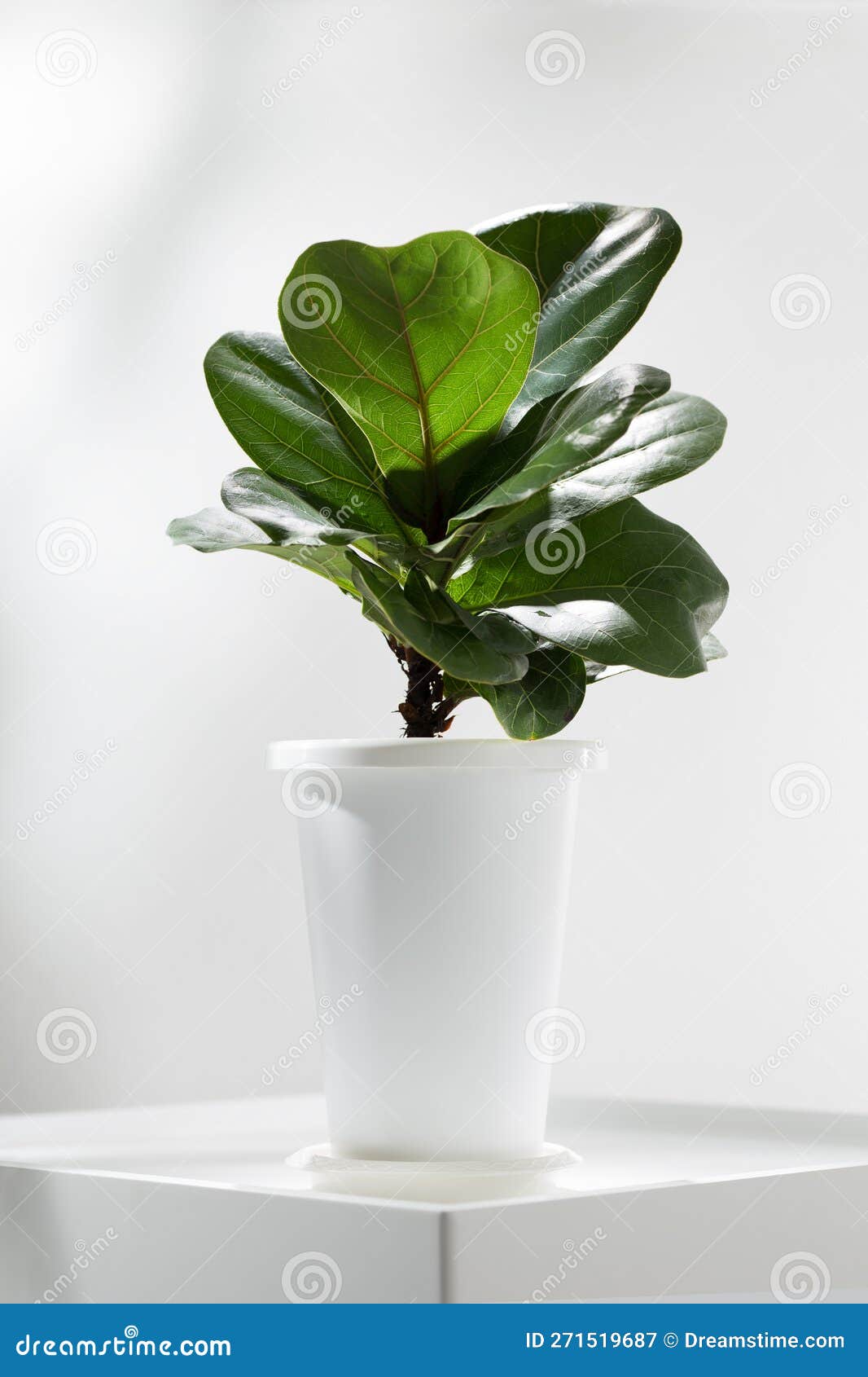Ficus Lyrata. Beautiful Fiddle Leaf Tree, Fresh New Green Leaves ...