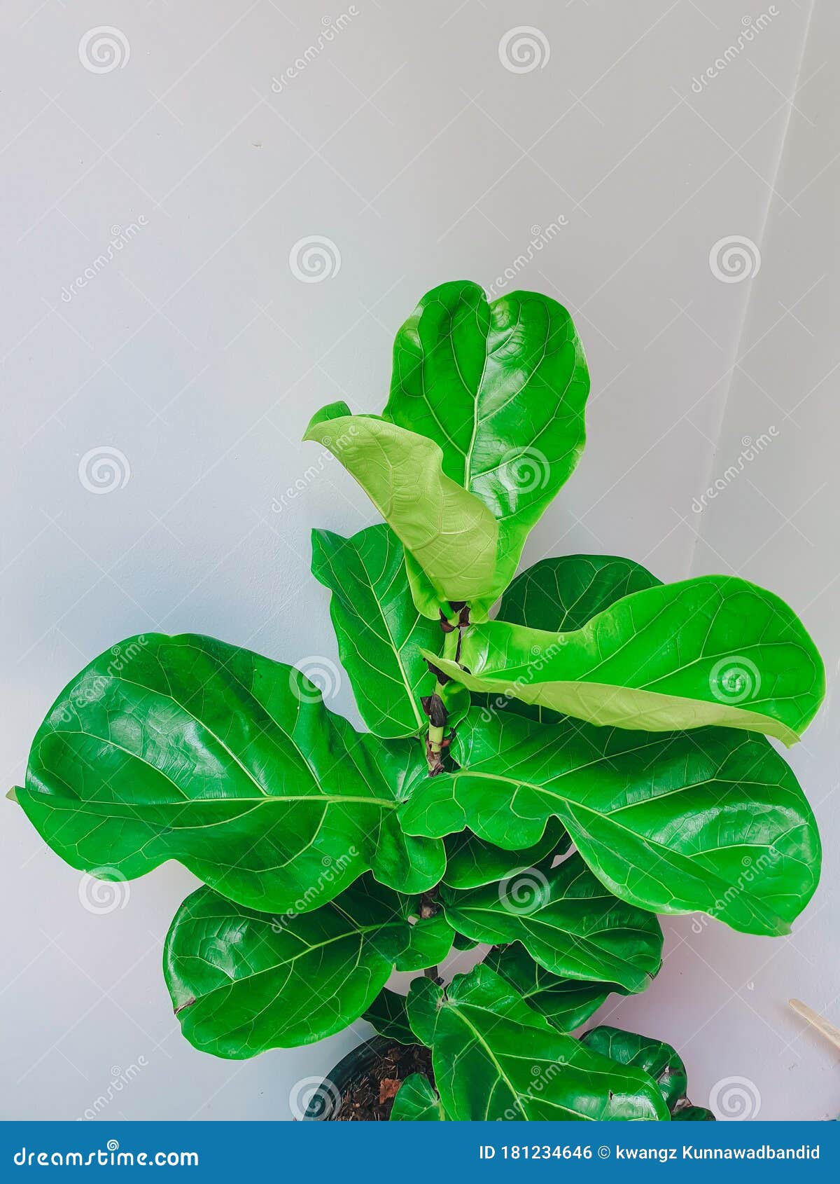 Fiddle fig tree stock photo. Image of plant, tree - 181234646