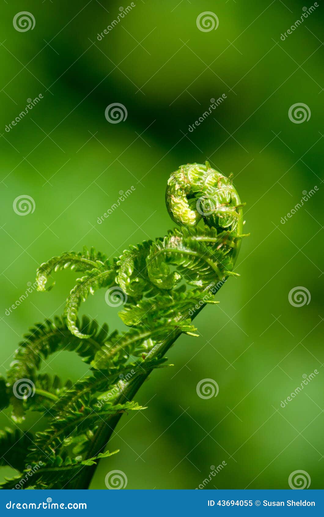 Fiddle head fern in spring stock image. Image of grow - 43694055
