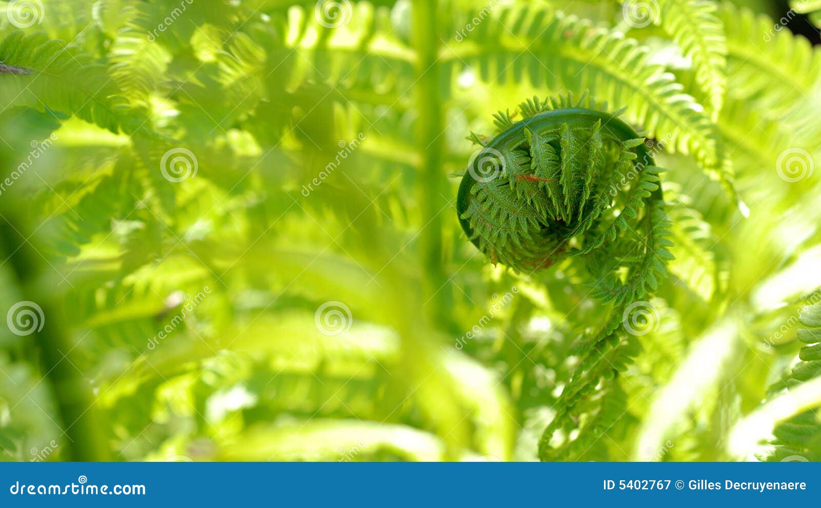 Fiddle Head Macro 2 stock image. Image of beauty, macro - 5402767