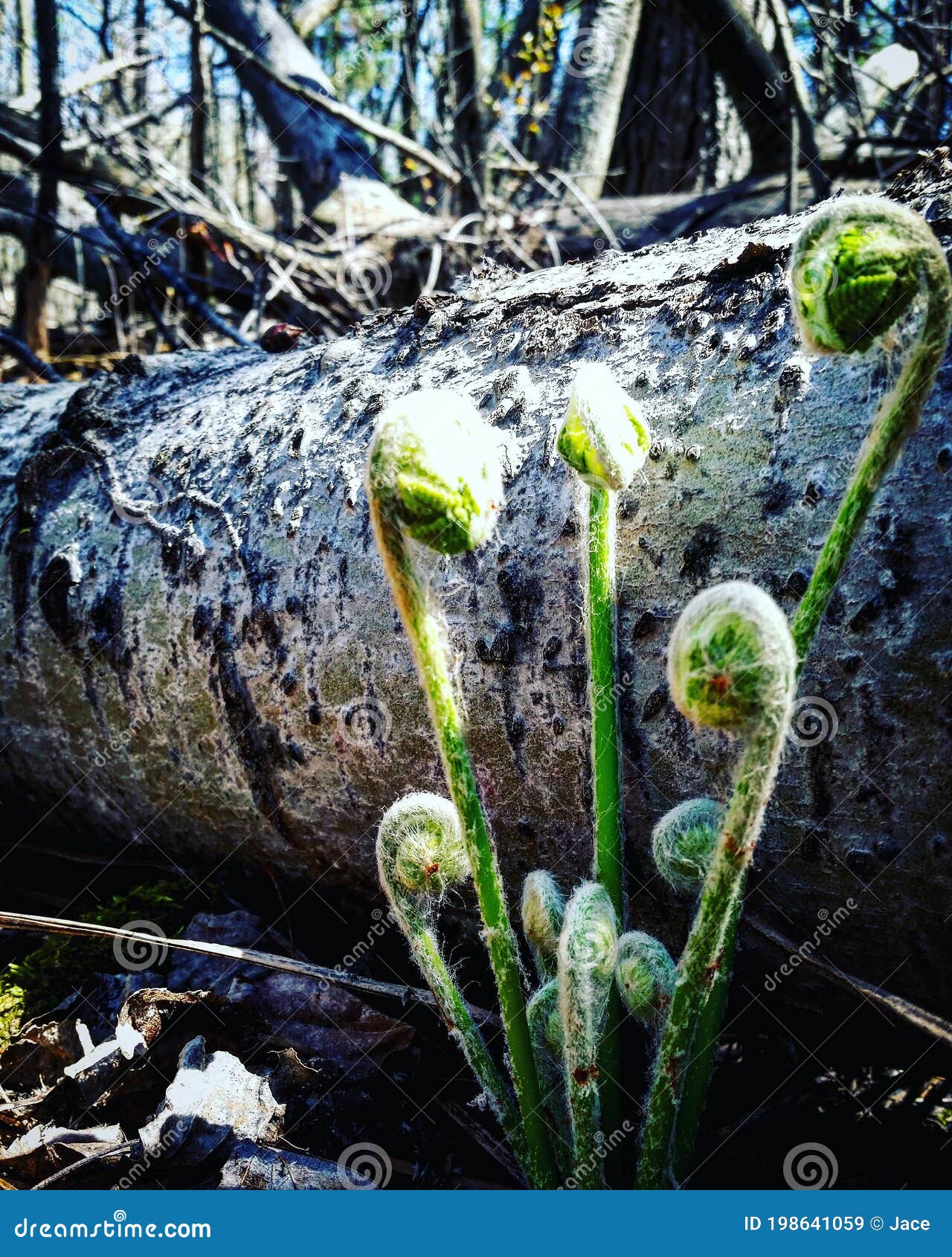 Fiddle heads in the woods stock image. Image of forest - 198641059
