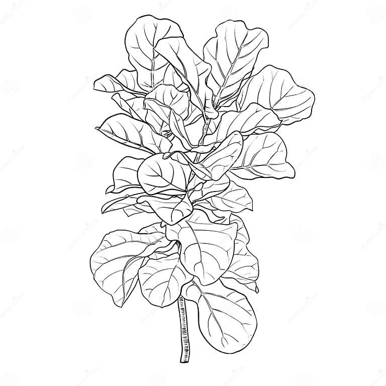 Fiddle leaf fig drawing stock vector. Illustration of decorative ...