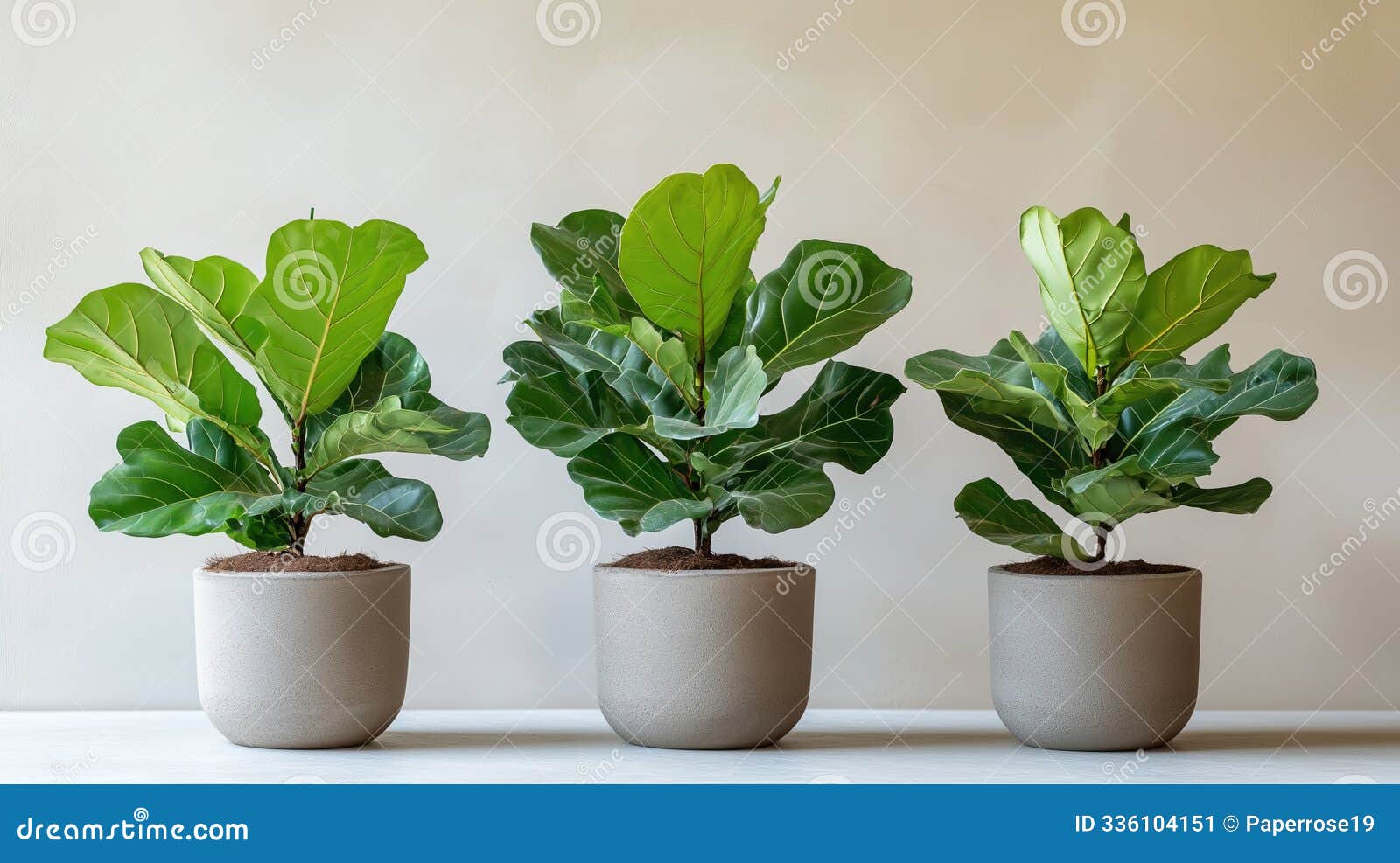 A Fiddle Leaf Fig or Ficus Lyrata Indoor Potted Stock Image - Image of ...