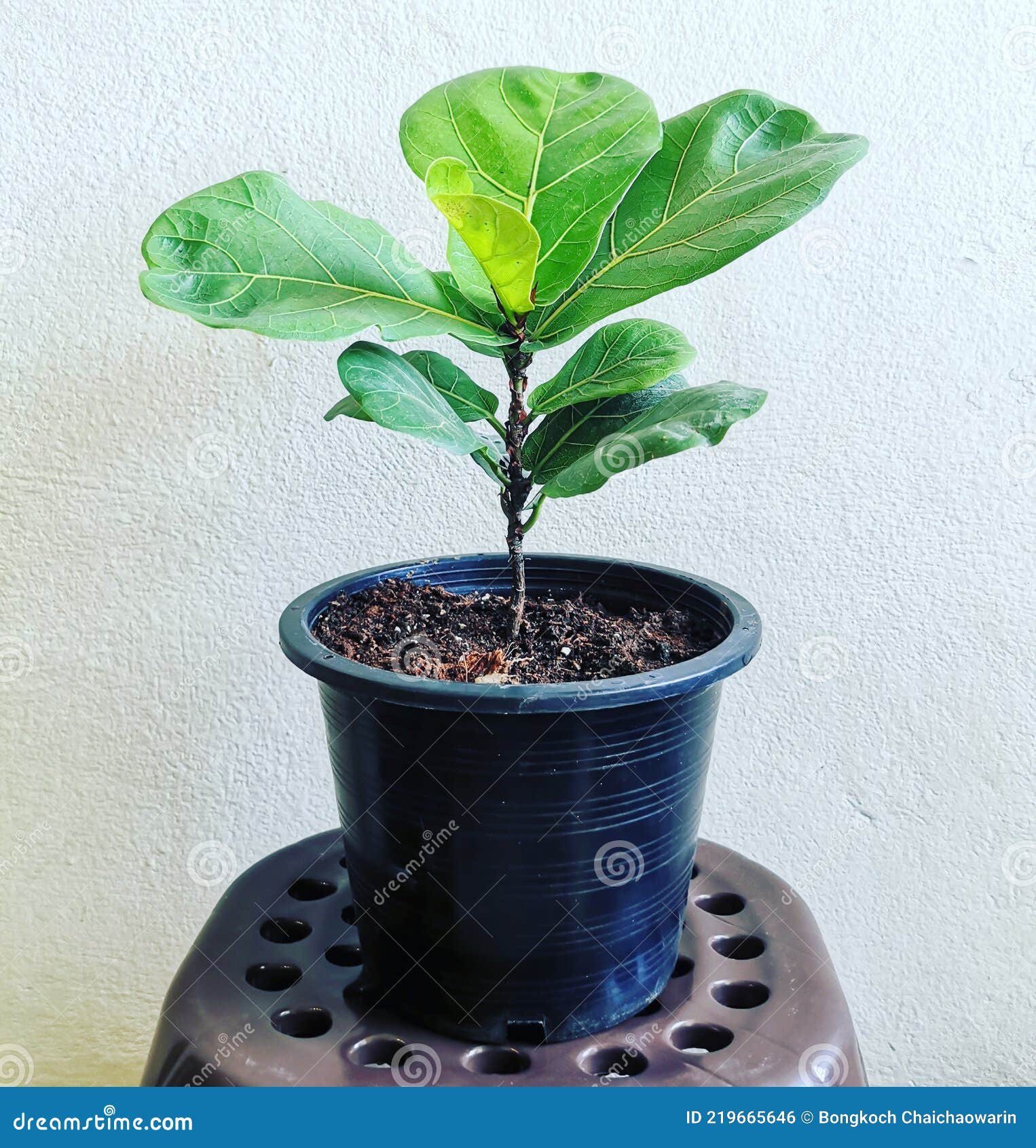 Fiddle-leaf Fig, Fiddle Fig, Houseplant Stock Photo - Image of garden ...