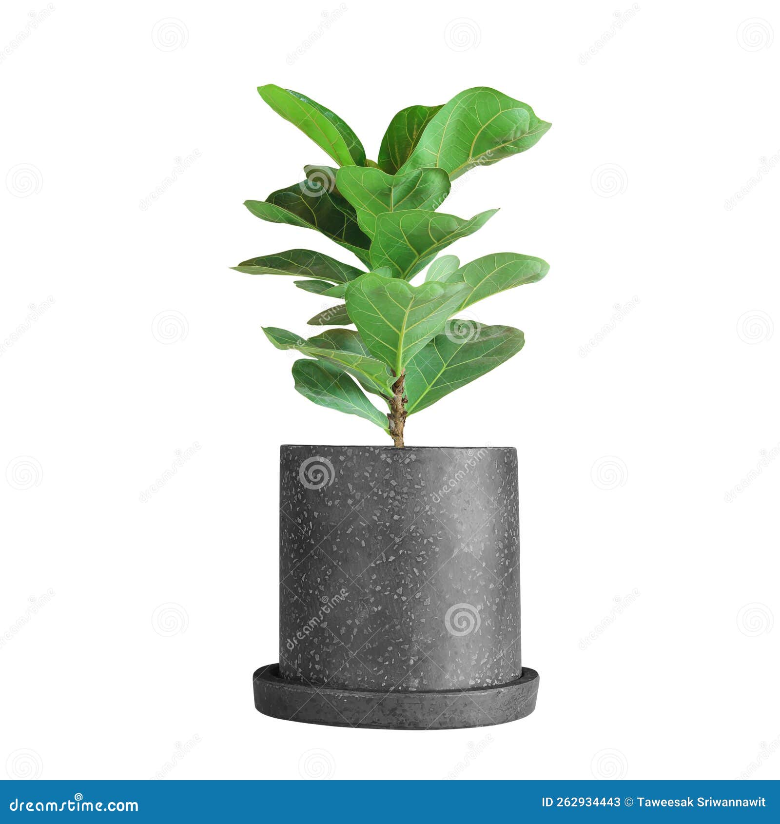 Fiddle-Leaf Fig Tree in Black Terrazzo Pot Isolated on White Background ...