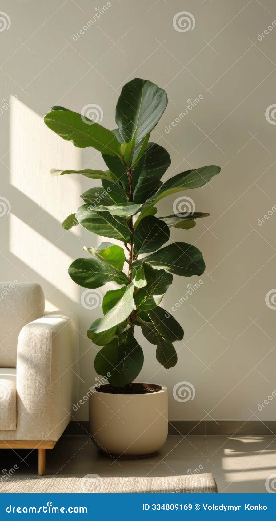Fiddle Leaf Fig Tree in Modern Living Room, Minimalist Interior Design ...