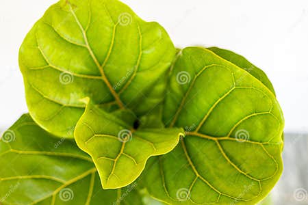 Fiddle Leaf Fig Tree Top View Isolated on White Background Stock Photo ...