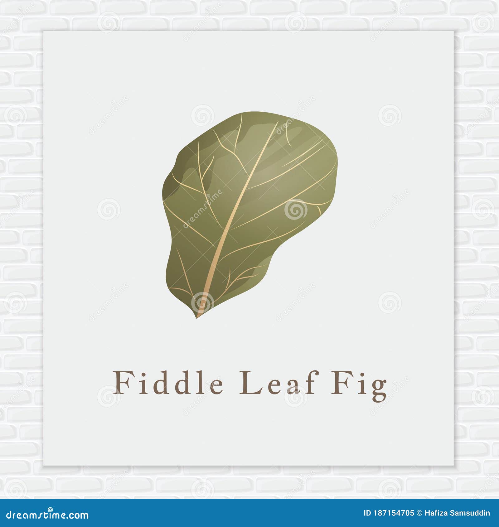 Fiddle Leaf Fig. Vector Illustration Decorative Design Stock Vector ...