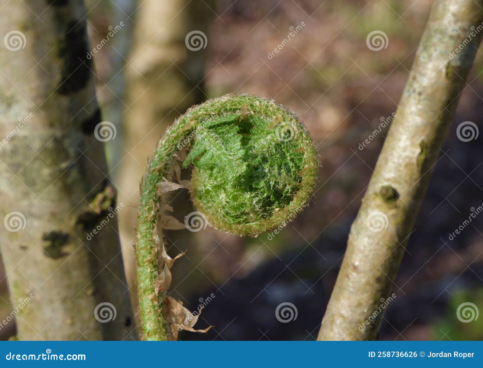 Fiddle plant stock photo. Image of houseplant, design - 258736626