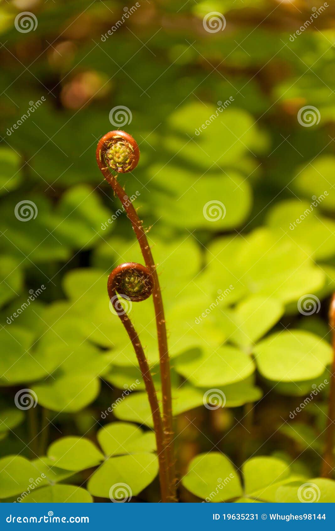 Fiddlehead of a fern stock image. Image of rain, fury - 19635231
