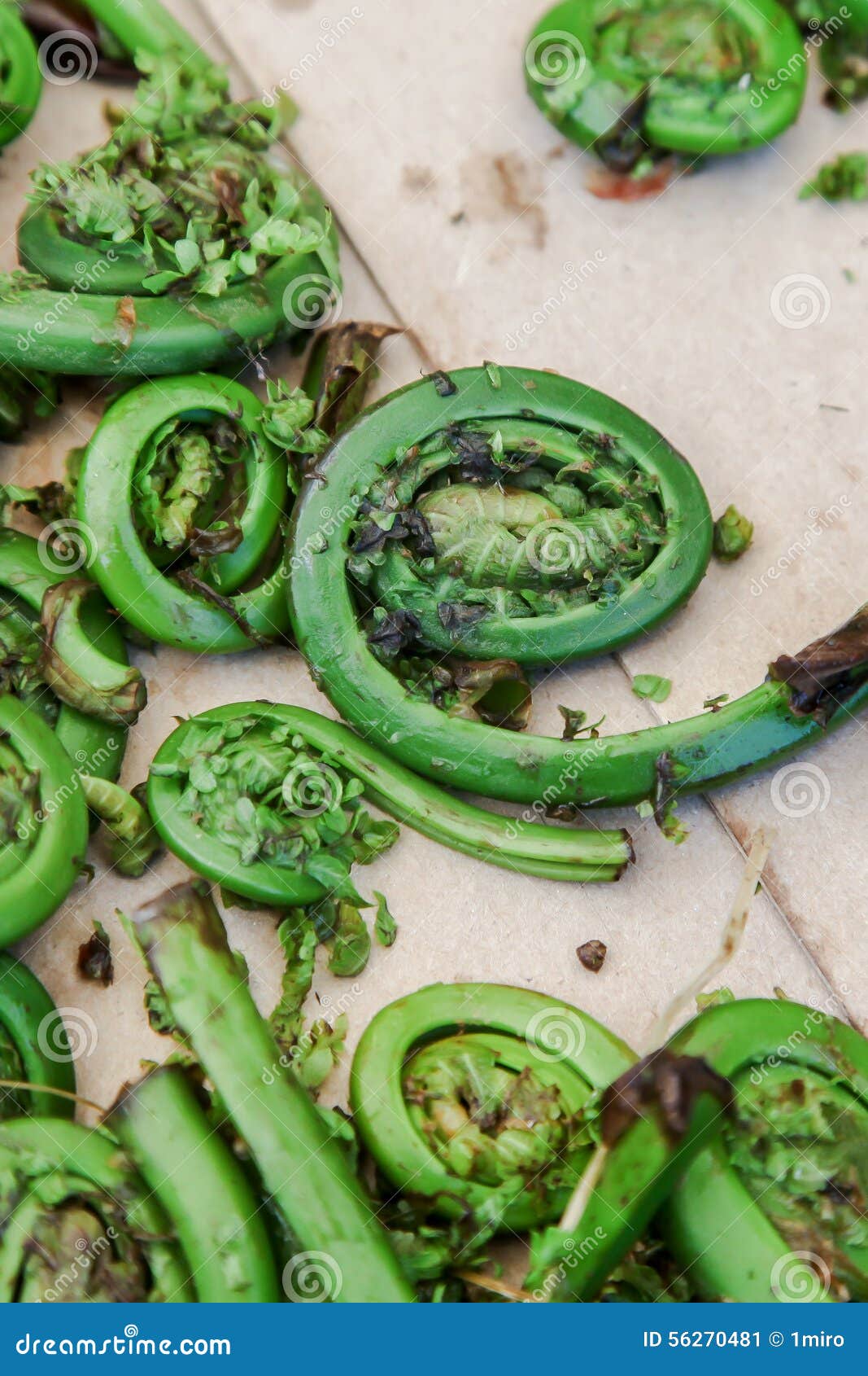 Fiddlehead fern stock image. Image of nature, organic - 56270481