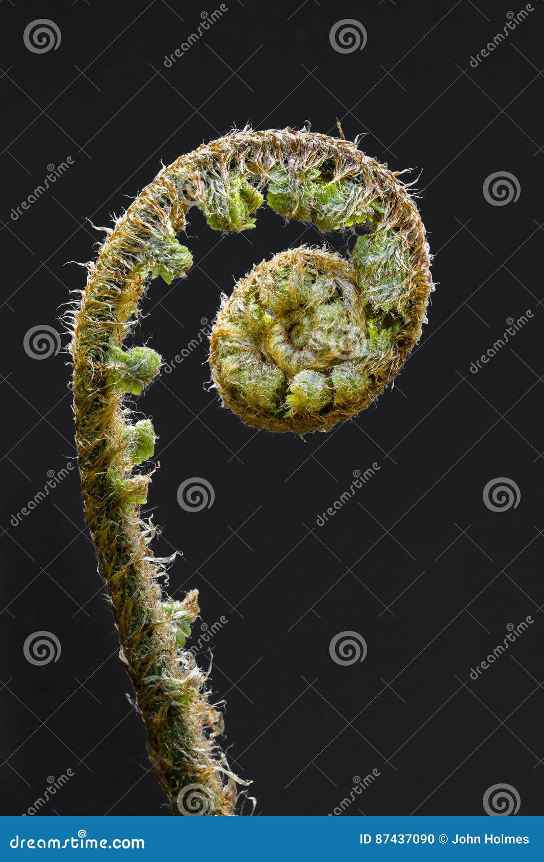Fiddlehead of Fern. stock photo. Image of fiddlehead - 87437090