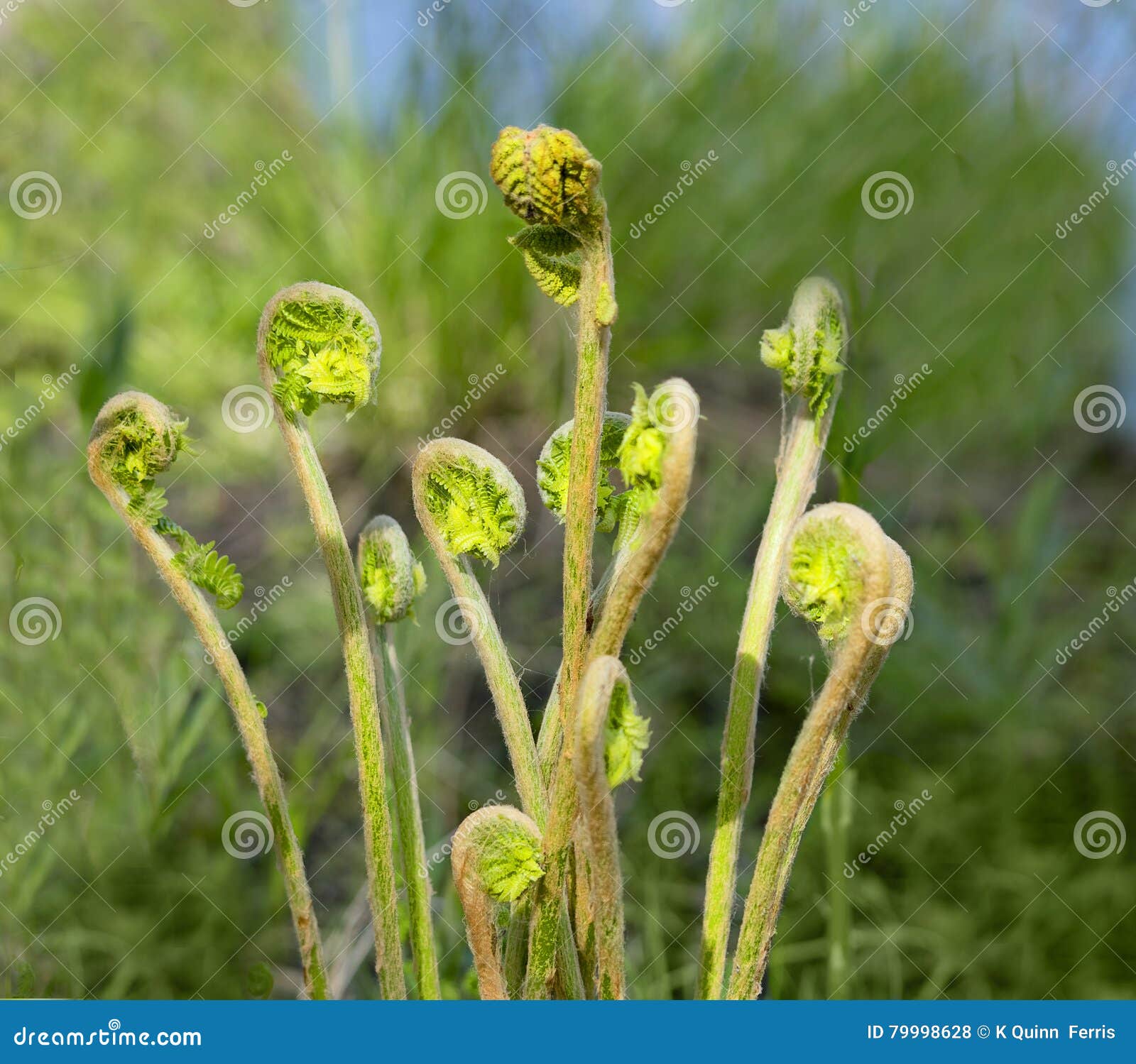 Fiddlehead Ferns in Spring stock photo. Image of fiddleheads - 79998628