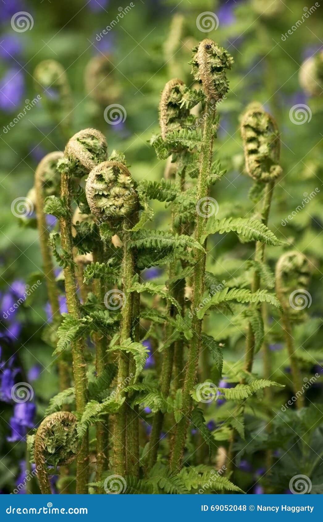 Fiddlehead ferns stock photo. Image of fiddlehead, bluebells - 69052048