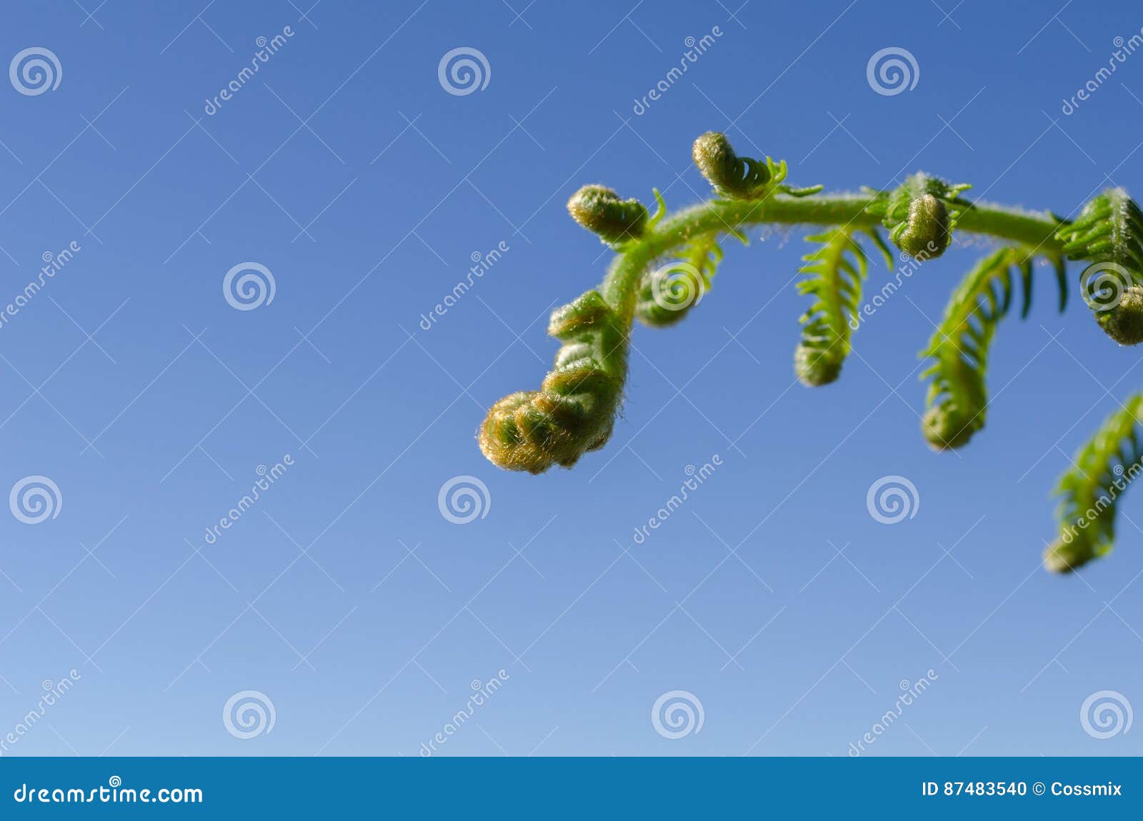Fiddlehead Greens are the Furled Fronds Stock Photo - Image of beauty ...